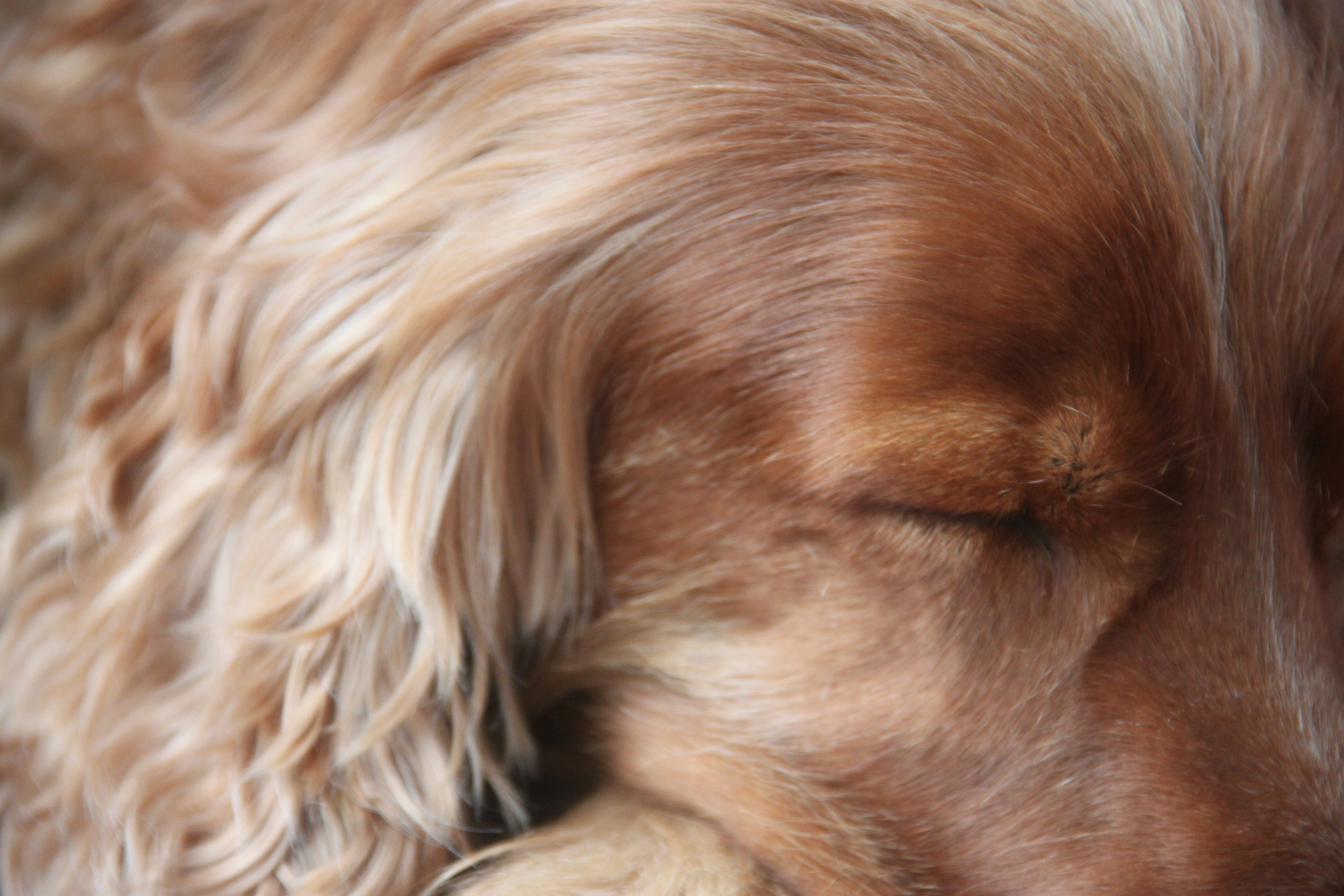 Close-Cropped Golden Hush: A Sleepy Spaniel's Side Profile