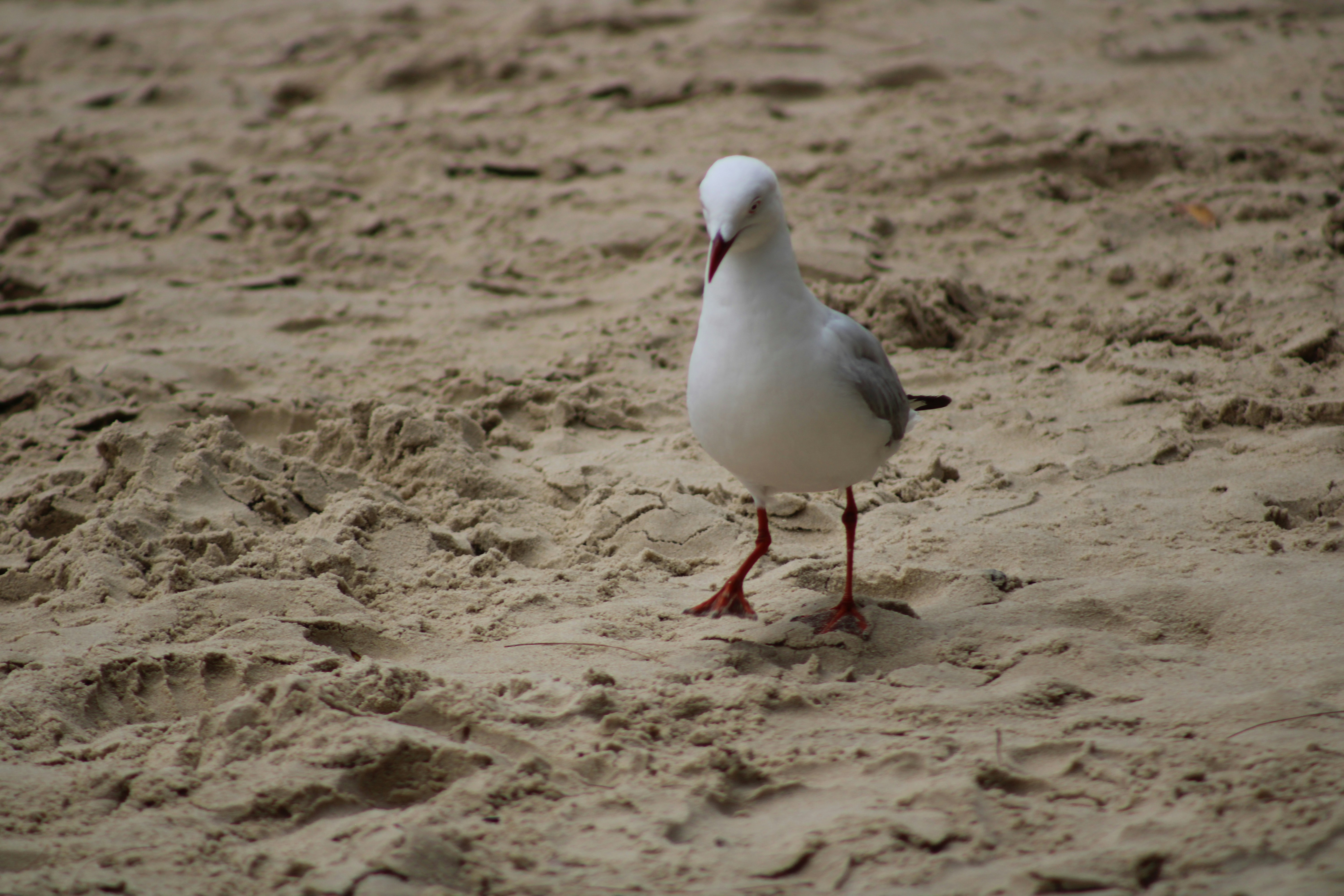 Seaside Seagull Centered: A Quiet Moment on Grainy Sand