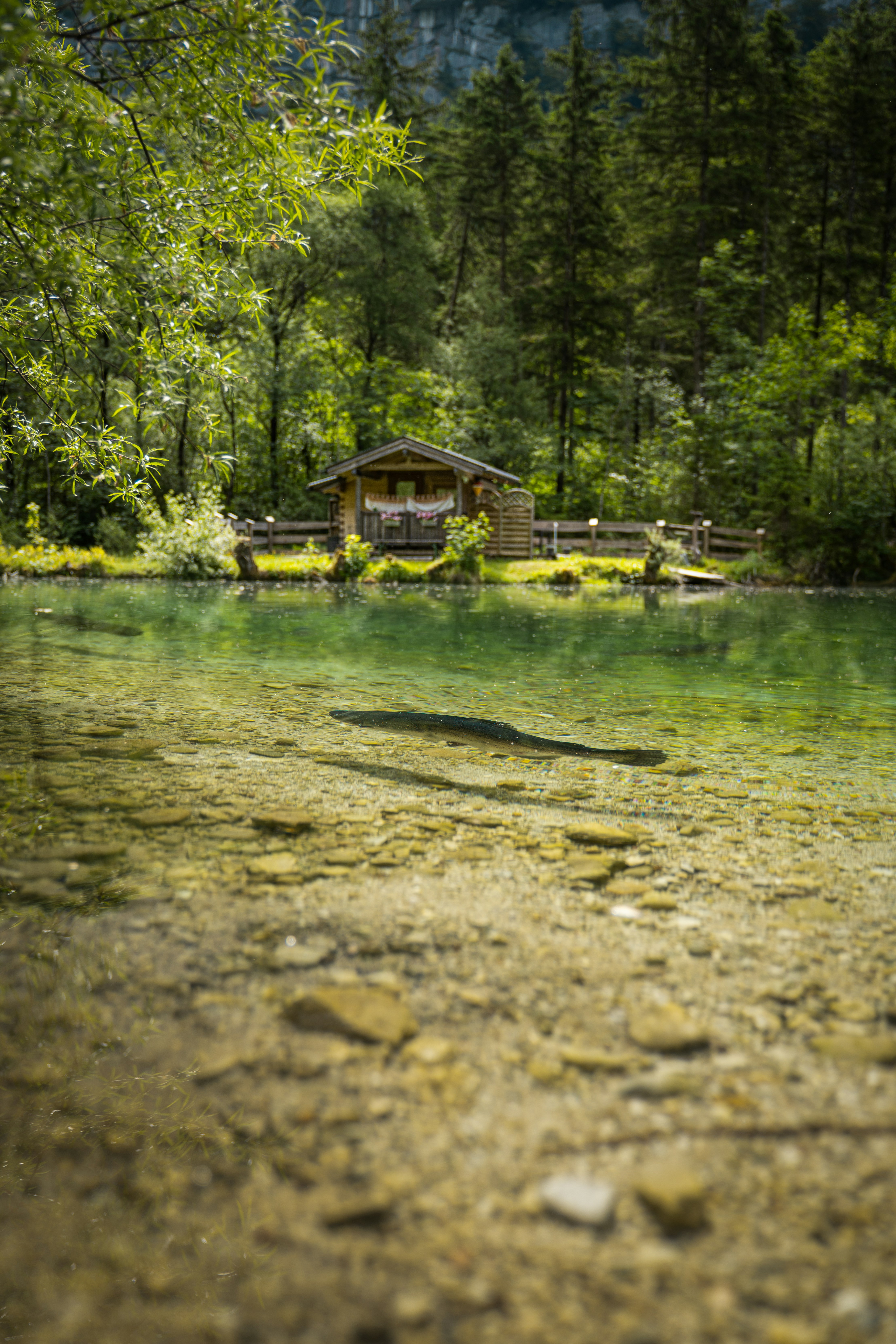 A tranquil lakeside scene with a small wooden cabin nestled among trees, viewed over a clear, shallow shoreline. This image captures still water, forest backdrop, and a calm, sunlit atmosphere.