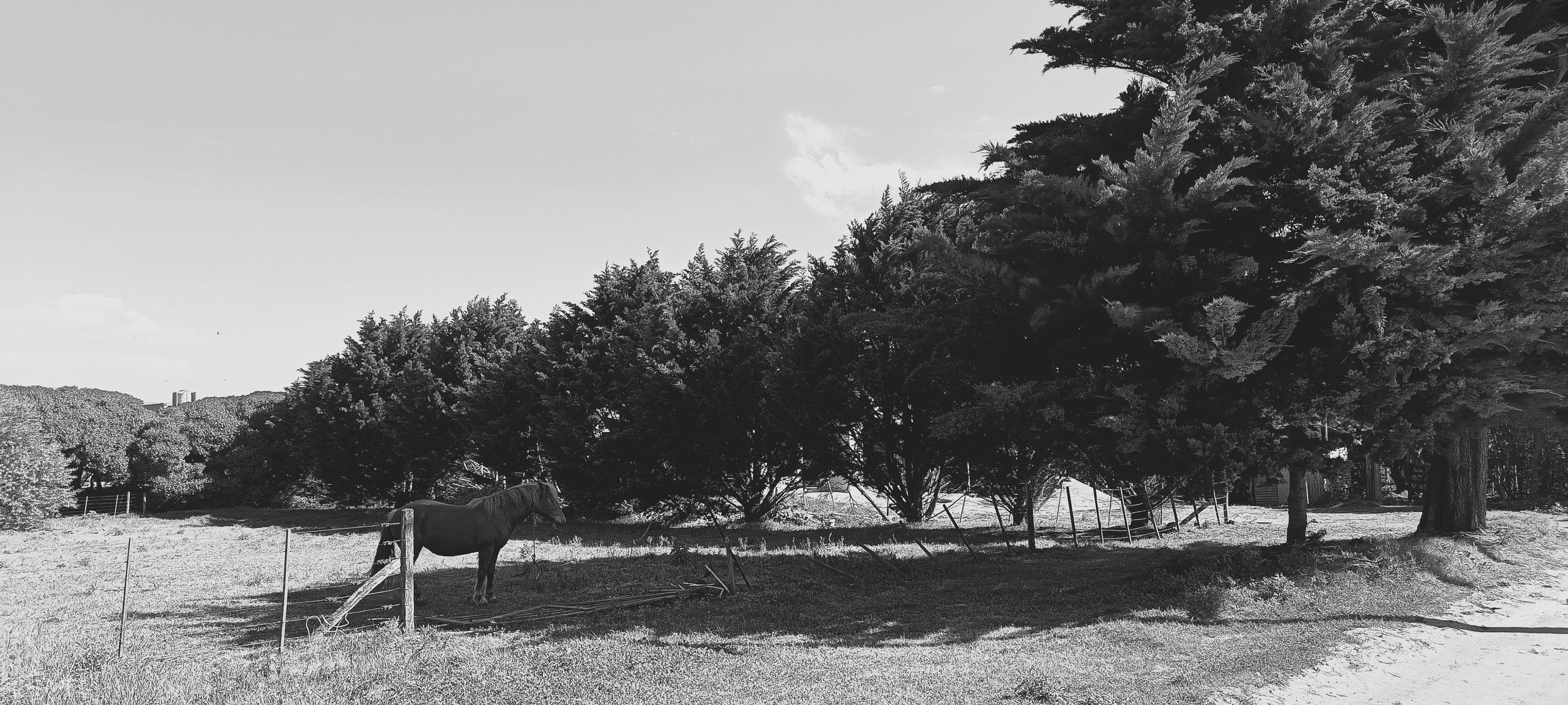 tethered horse standing beside a wooden fence with tall pine trees in the background at bahía de los vientos, quequén, argentina, in black and white.