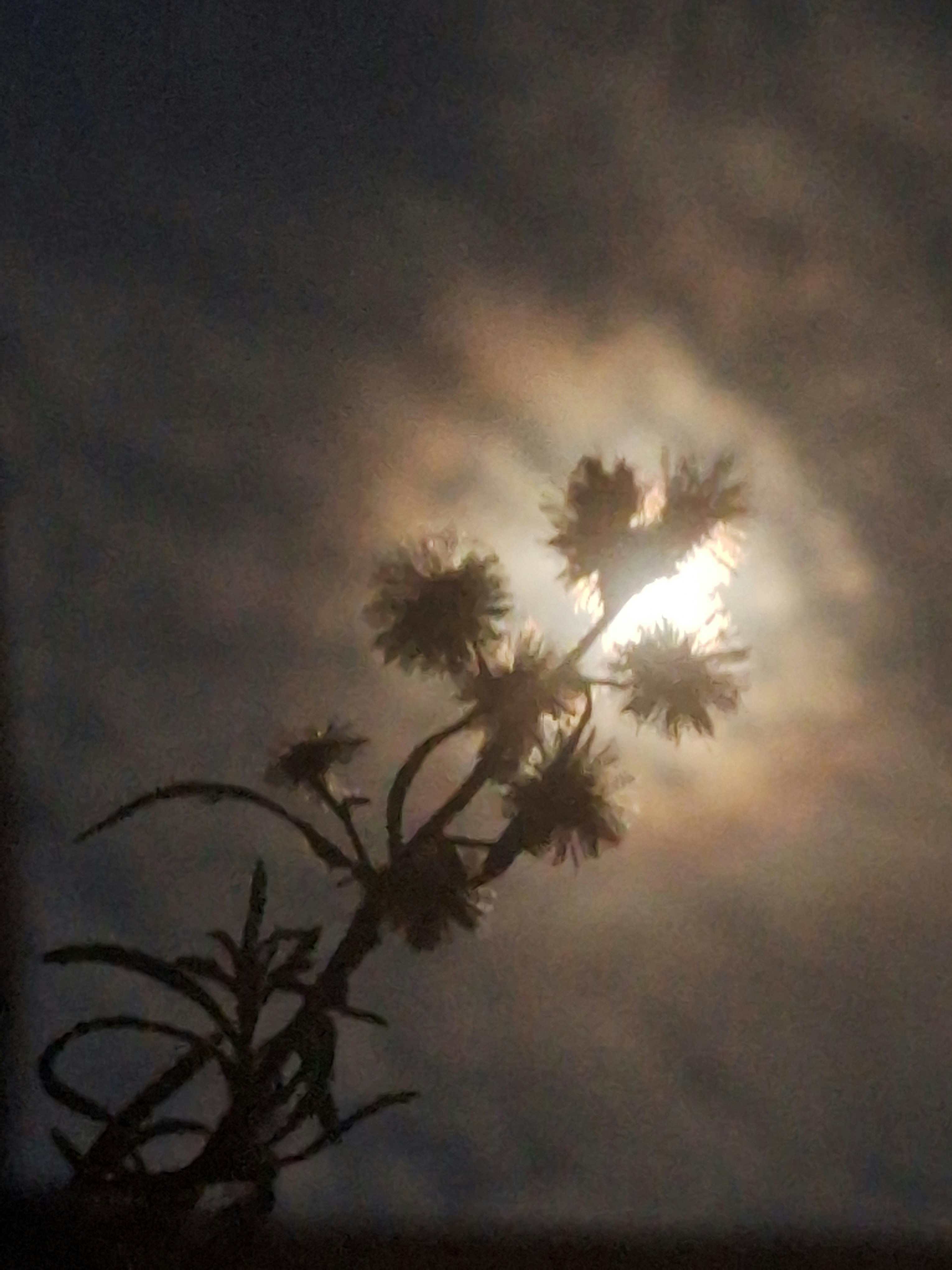 Moonlit Mist: Silhouetted Flora Reaching Toward a Haloed Sky