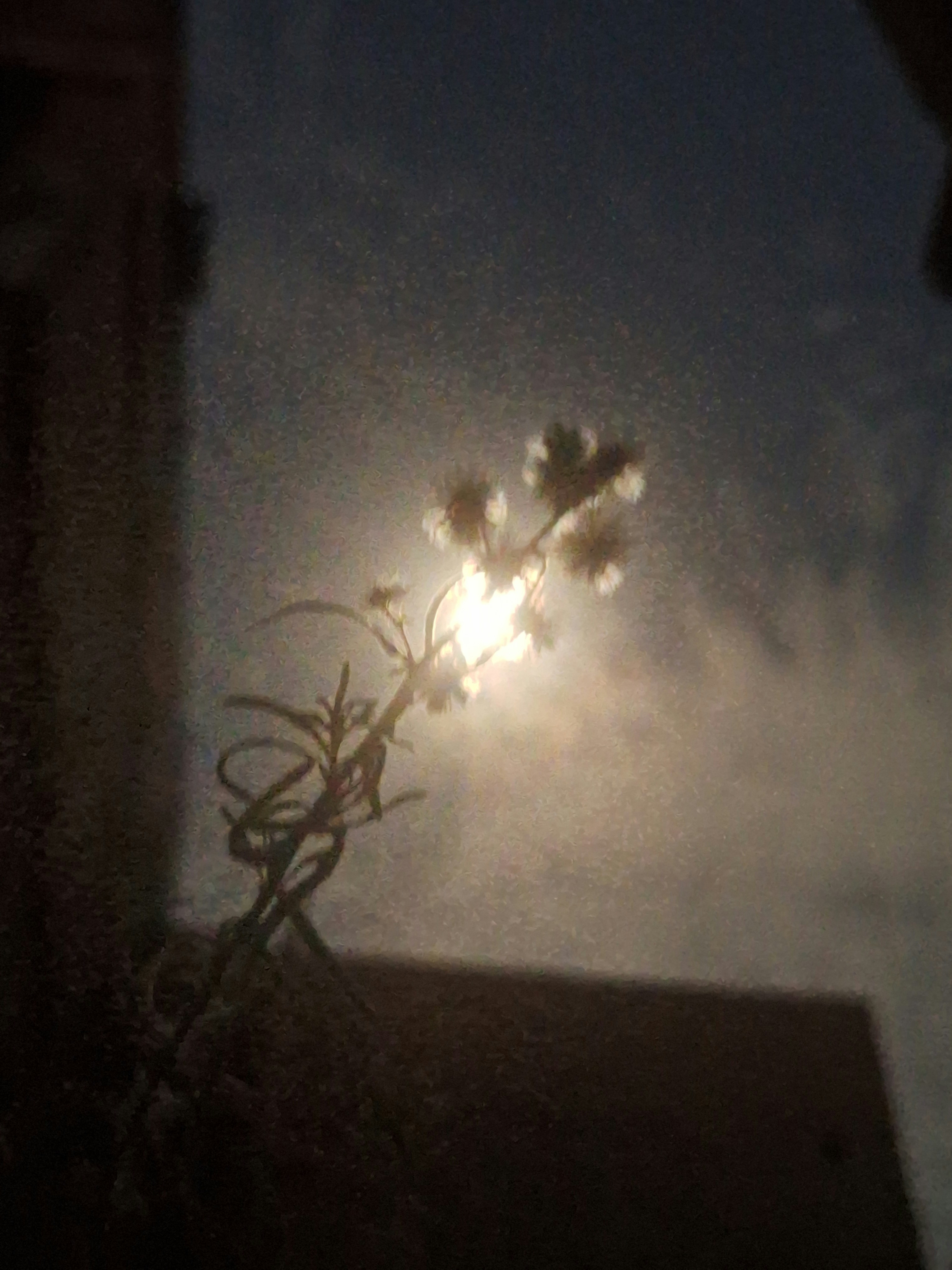 Moonlit bloom behind a glassy pane