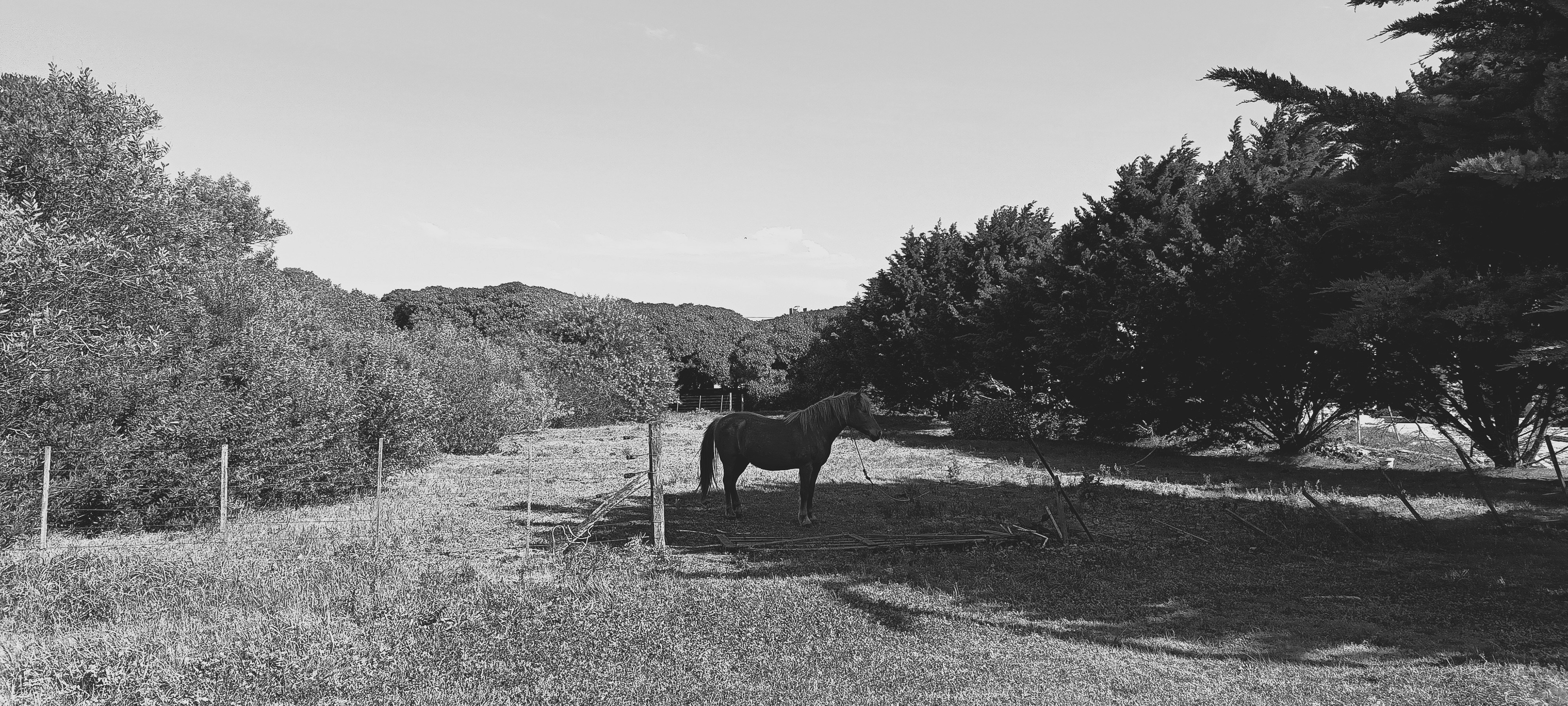 Horses at the Fence: Quiet Field Under Hickory Shade