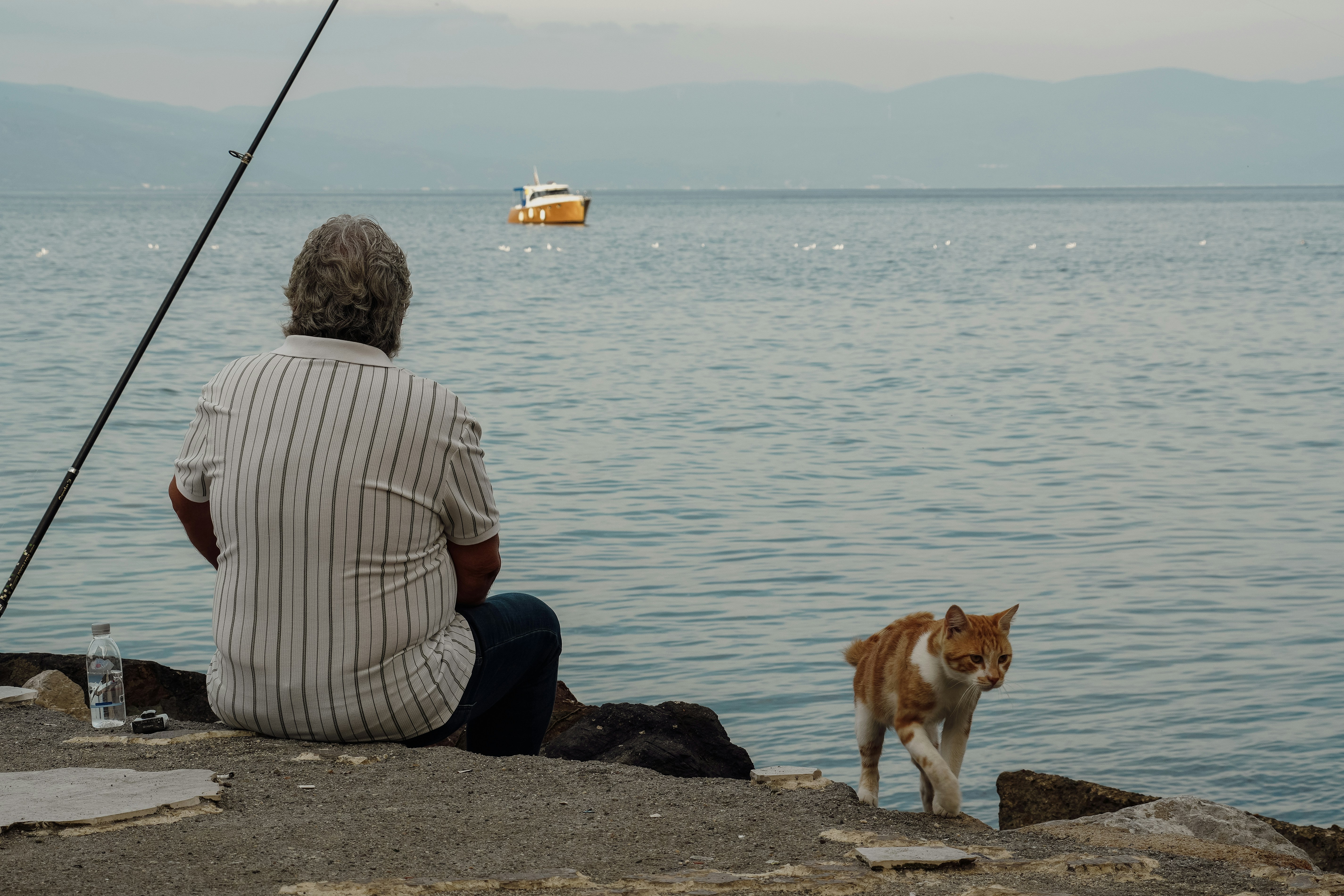 Quiet Shoreline: An Elder by the Sea with a Curious Cat
