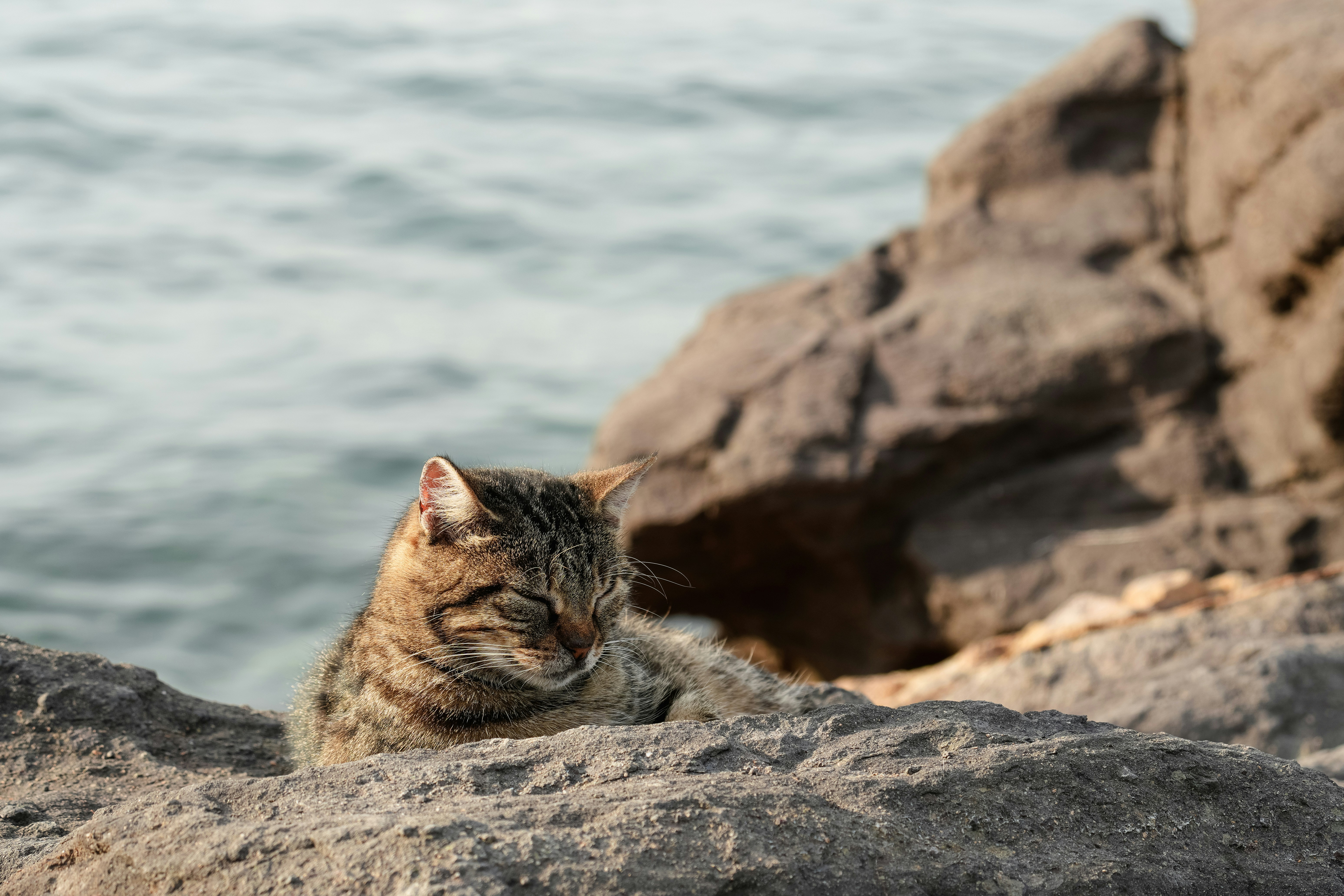 Lulled by the Tide: a Gentle Look from Between Stones