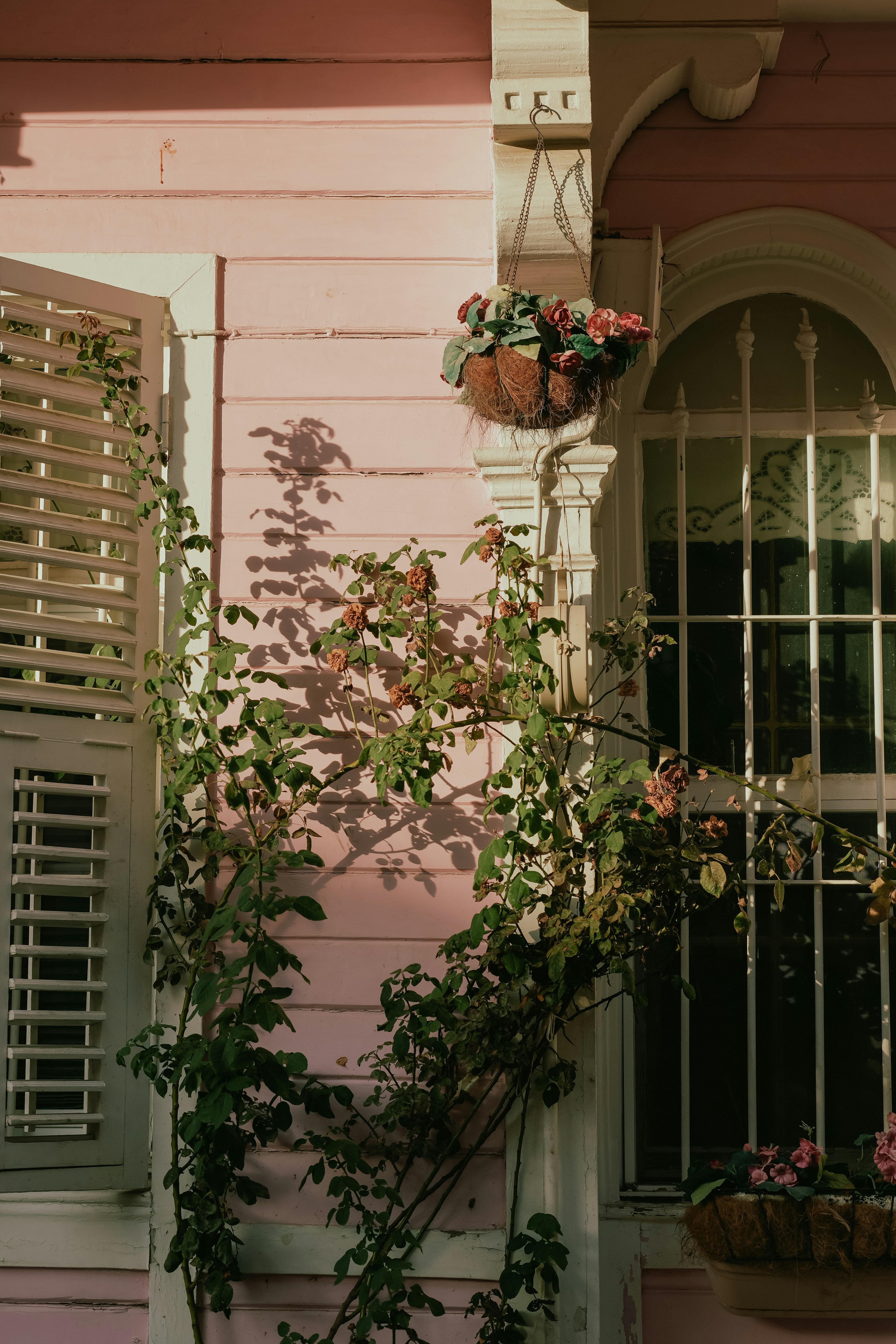 Pastel Facade with Wisteria Tendrils and Floral Window Box