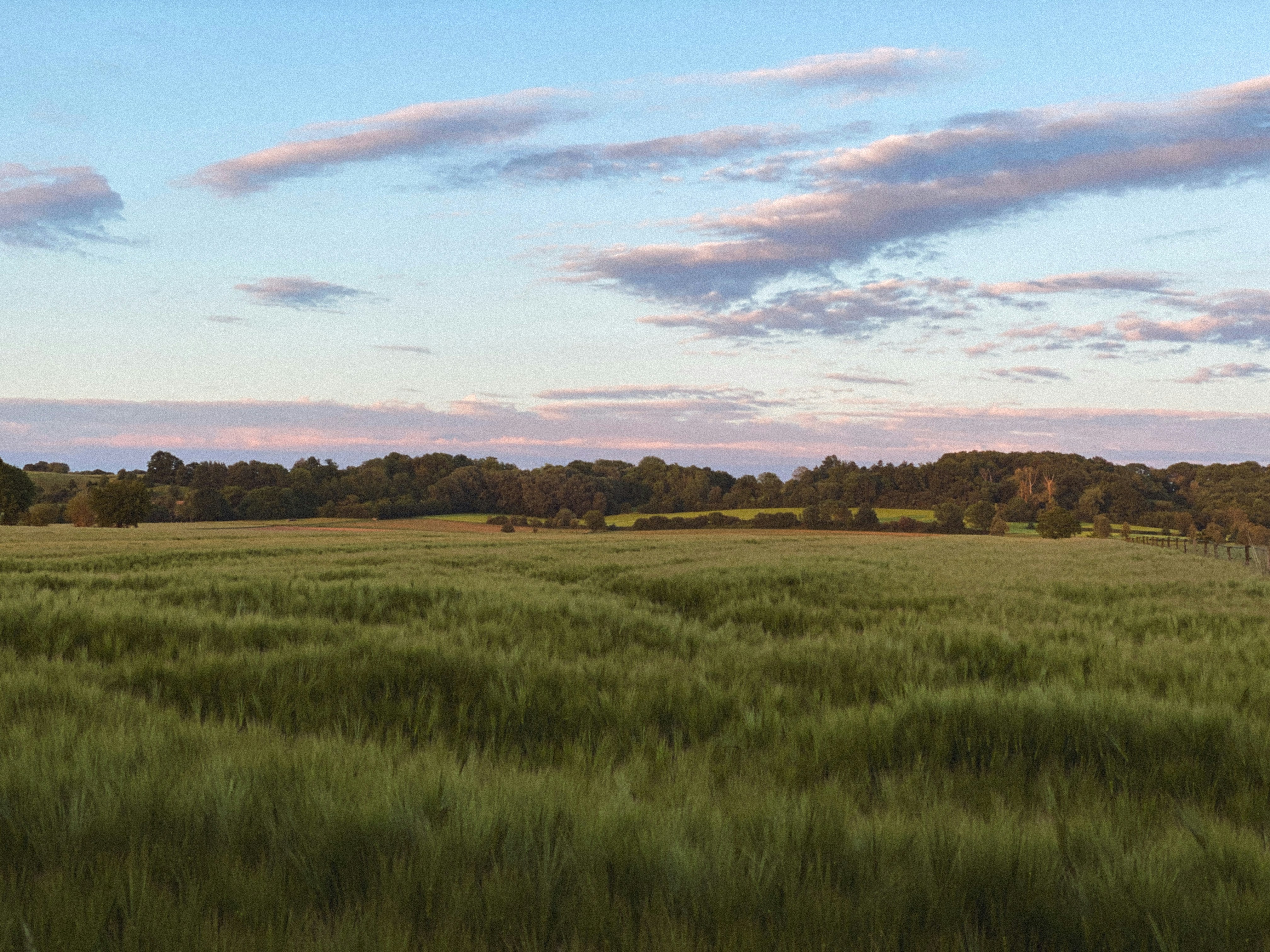 Expansive grassy field stretching to a distant tree line under soft clouds; a tranquil rural landscape with warm, natural tones.