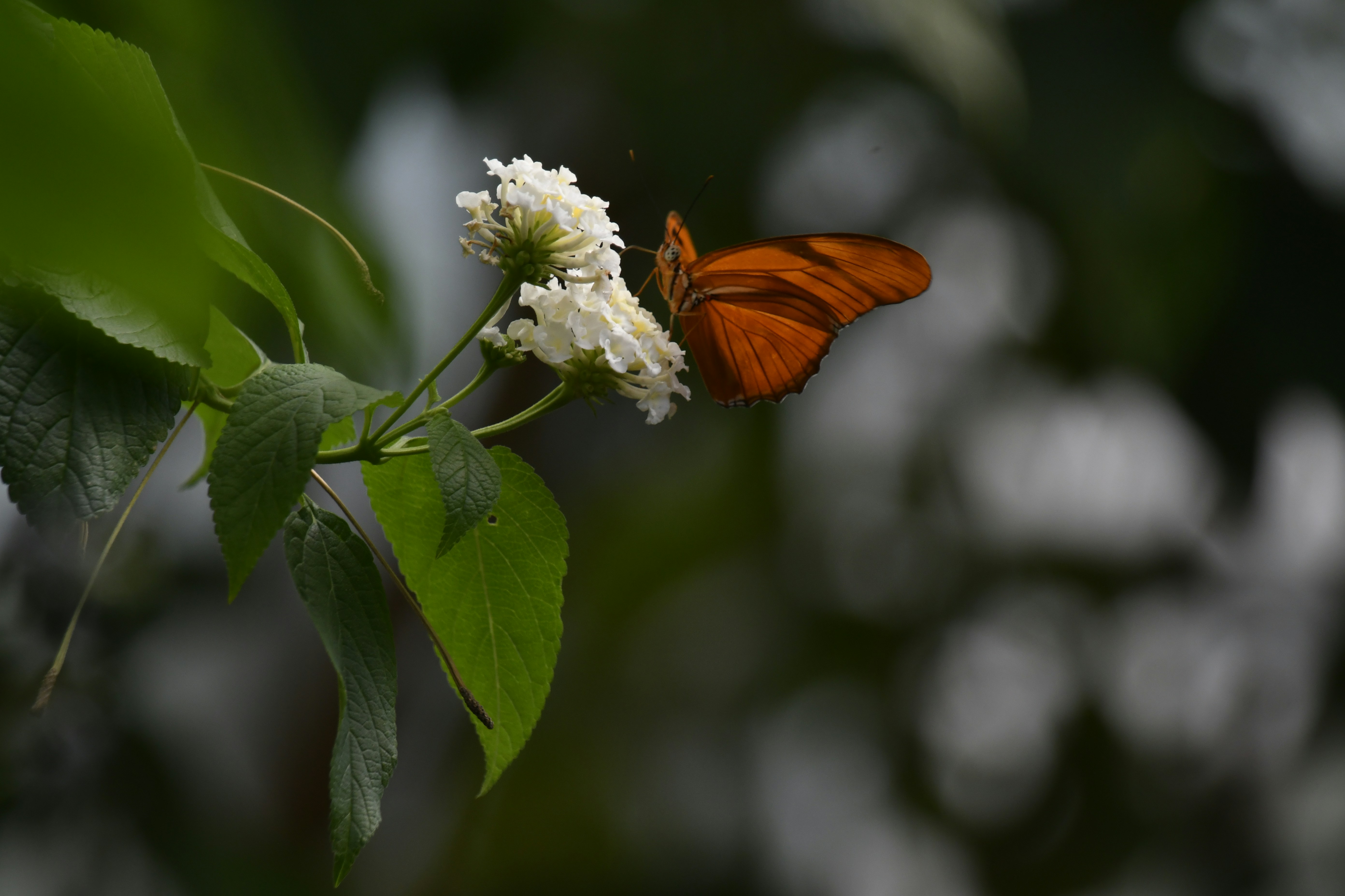 Amber Wing on White Bloom