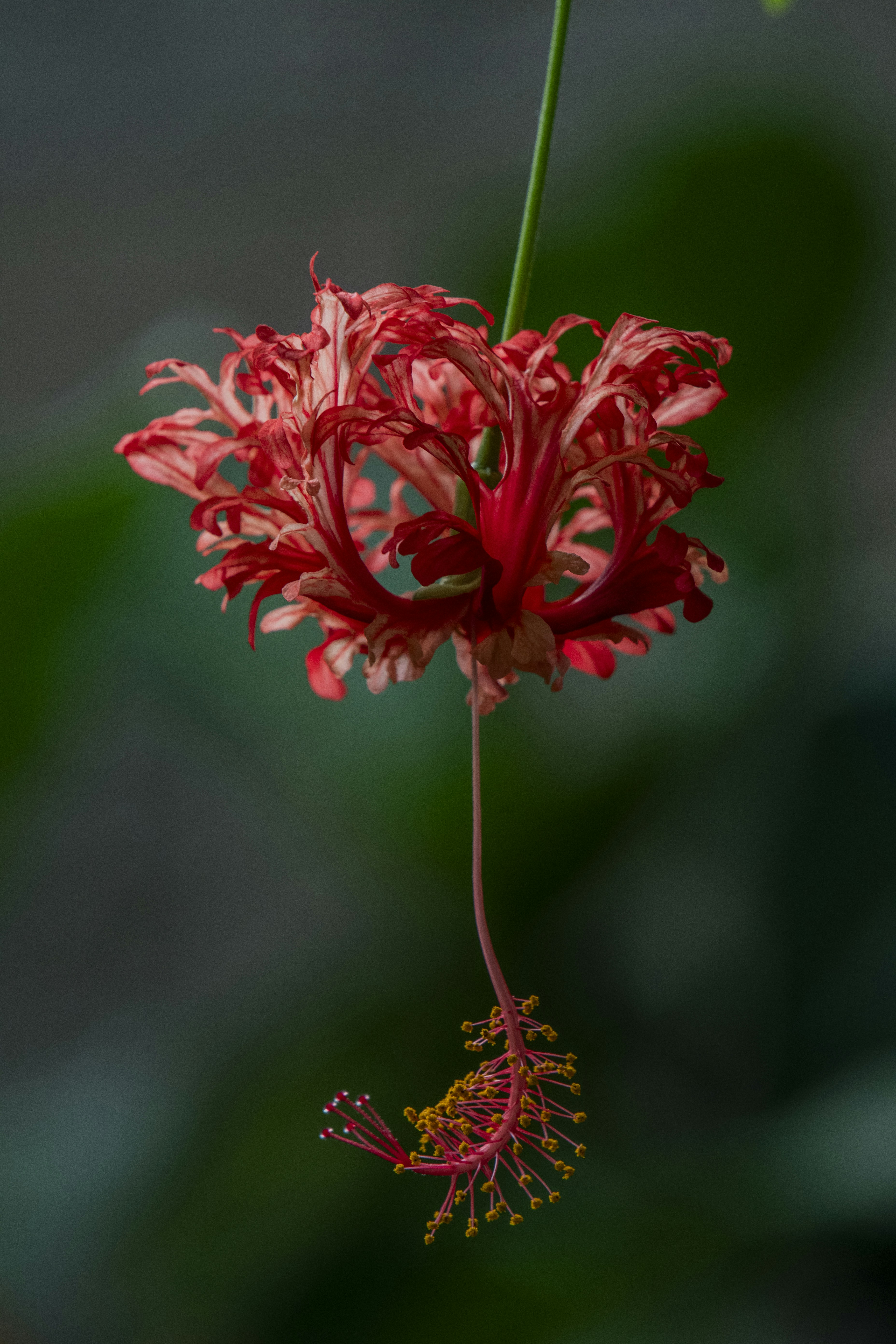 Red Hibiscus Magistrate: A Suspension of Petals Against a Velvet Green Backdrop