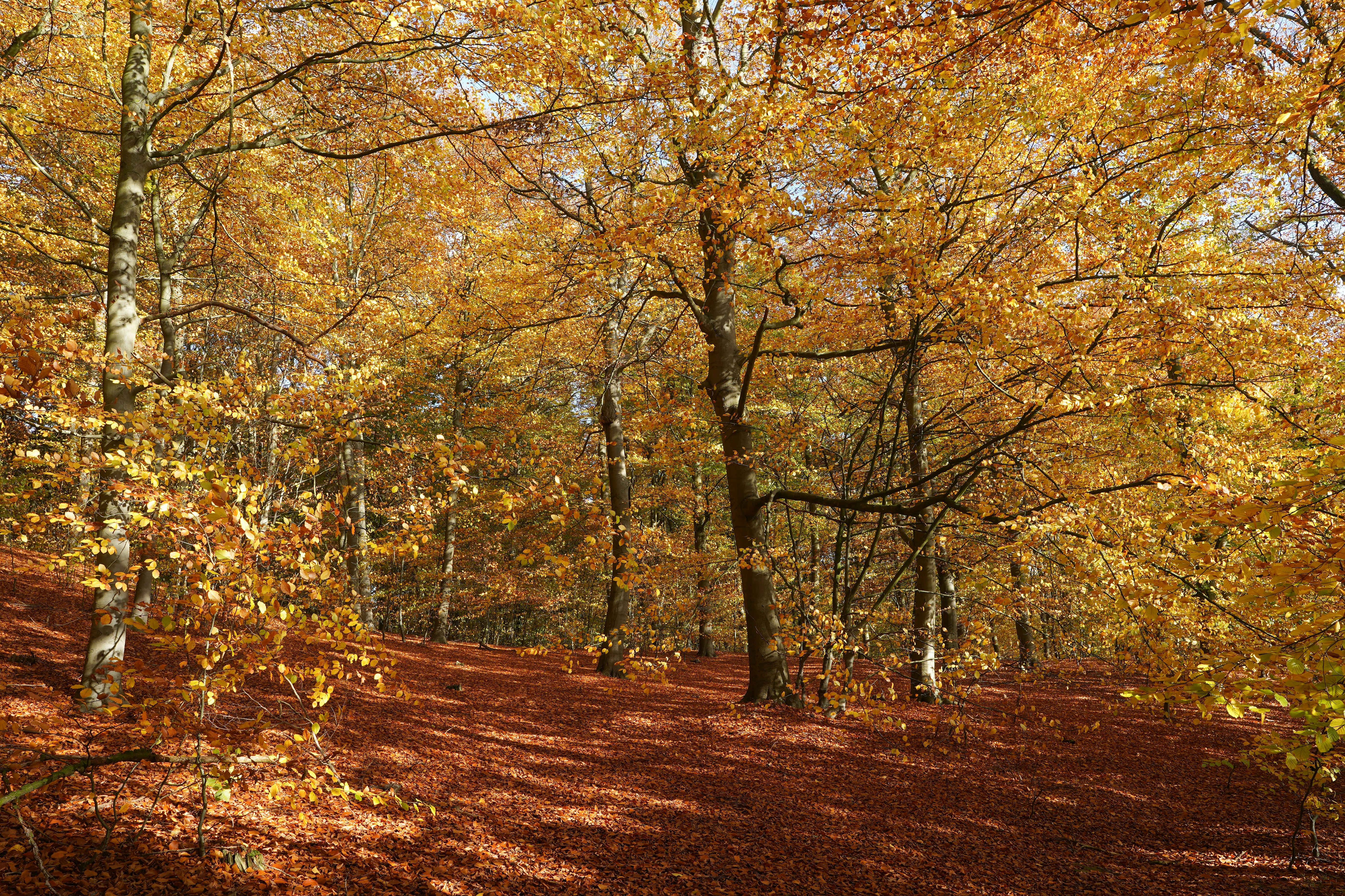 Autumn Glen: A Quiet Corridor of Gold and Rust