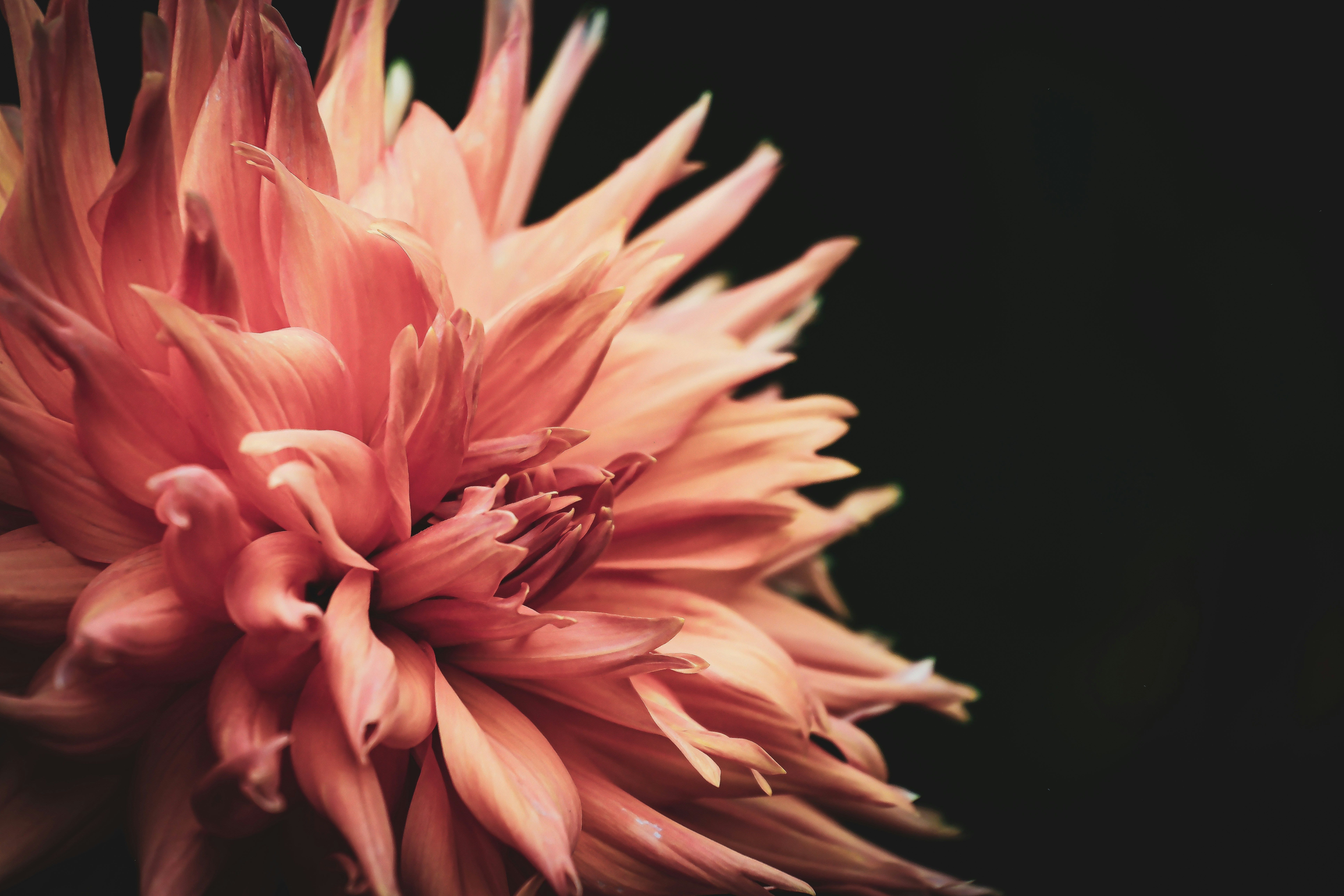 Petal Burst: A Coral Bloom Against Velvet Darkness