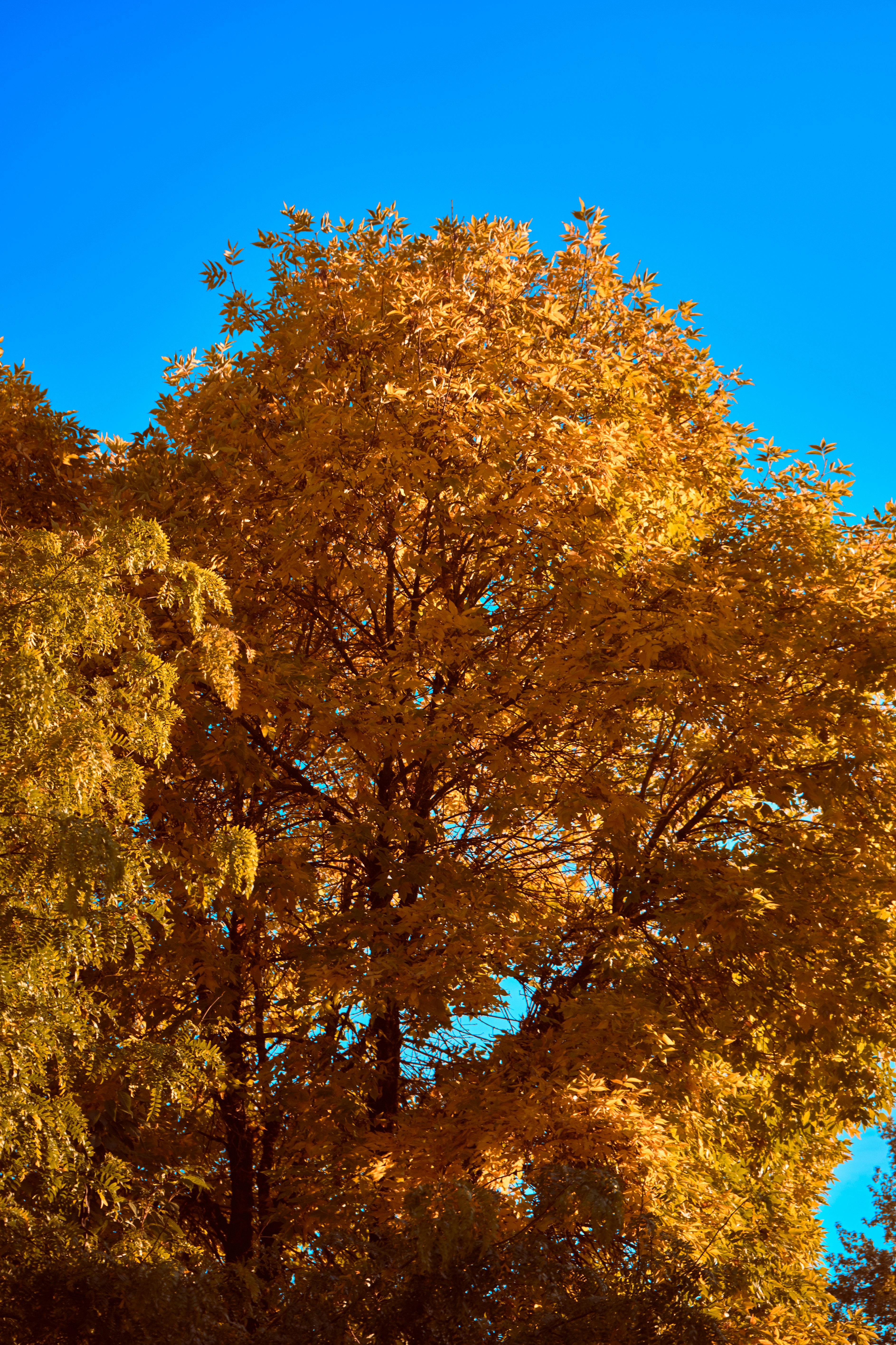 Autumn Crown Against a Cerulean Sky