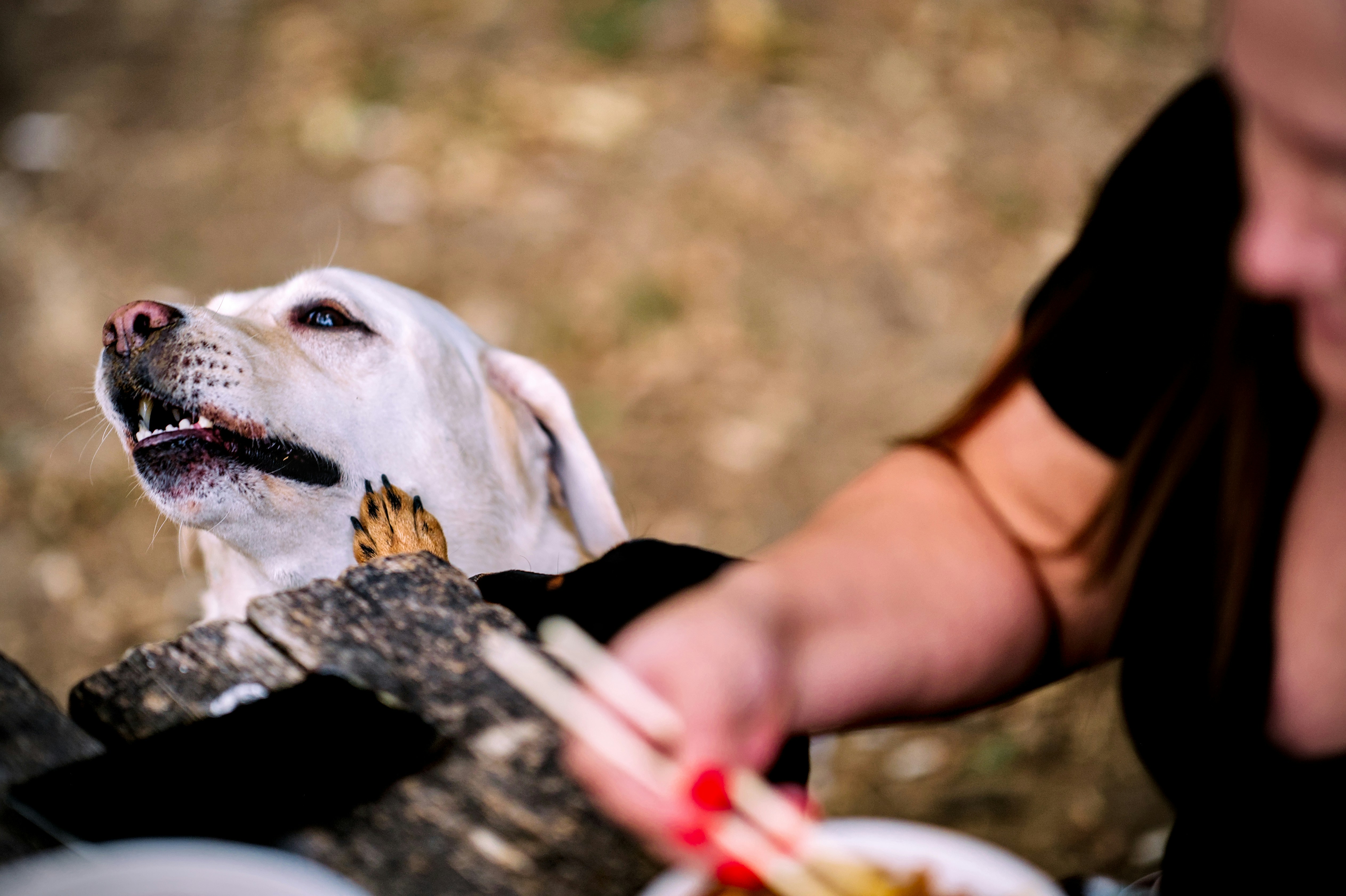 A Dog Assertively Reaches for Attention at the Dinner Table