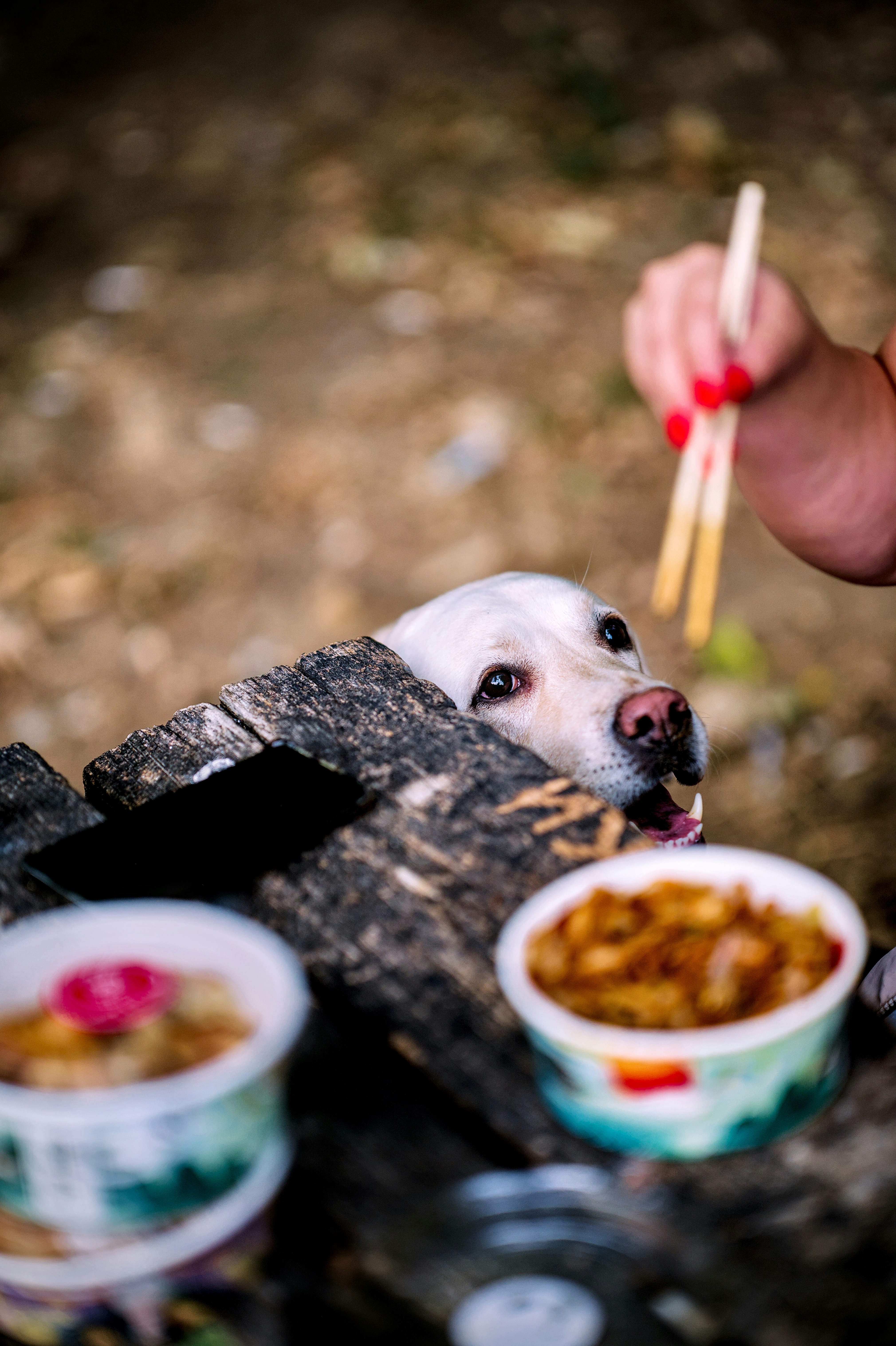 Puppy Posing Behind the Logs For a Shared Snack