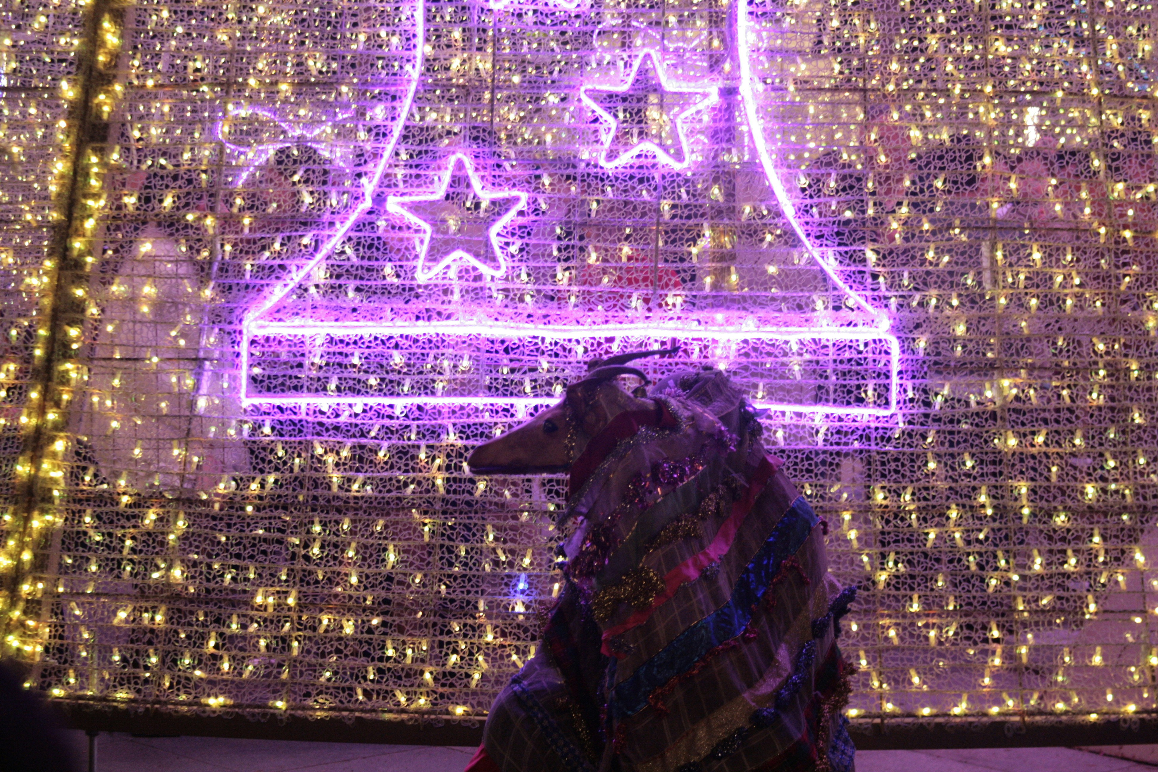 Dog in plaid coat stands before a purple neon holiday sign with twinkling lights, creating a festive portrait.