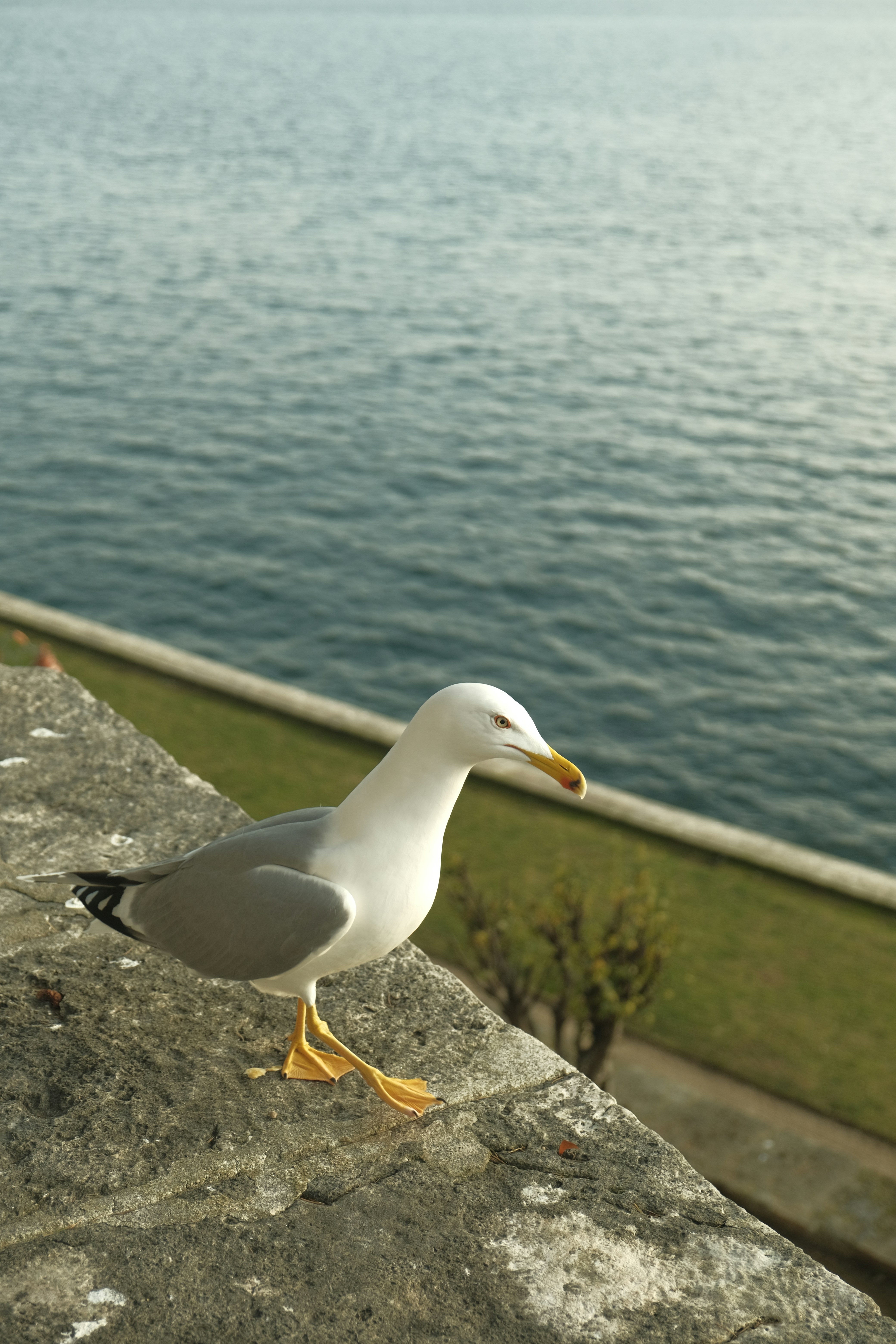 Seagull on the Edge: Quiet Pier at Dusk