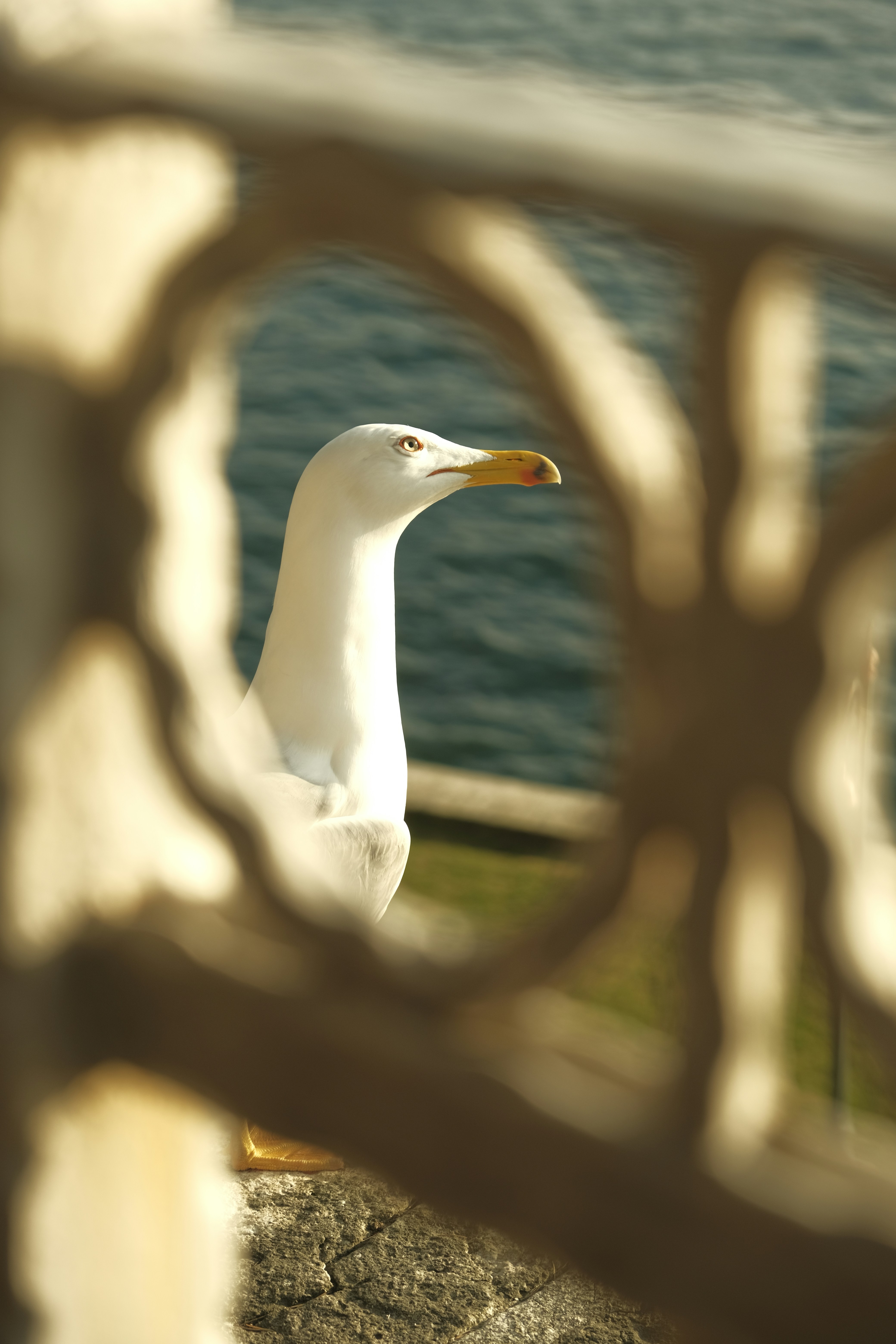 Focused Gaze: A Seabird Framed Through Ornate Openwork
