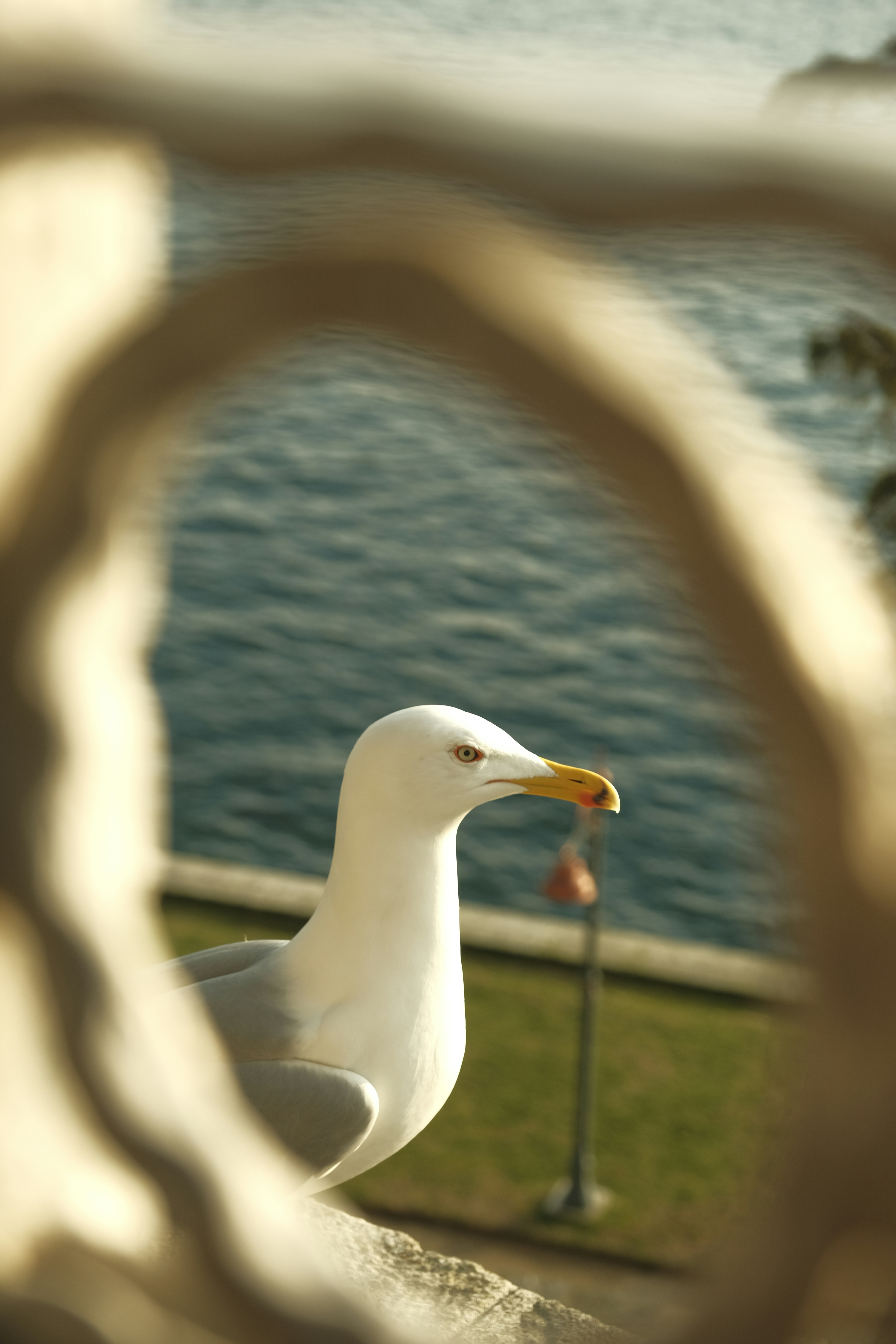 Sea-Frame Portrait: Gull Framed by a Shimmering Oculus