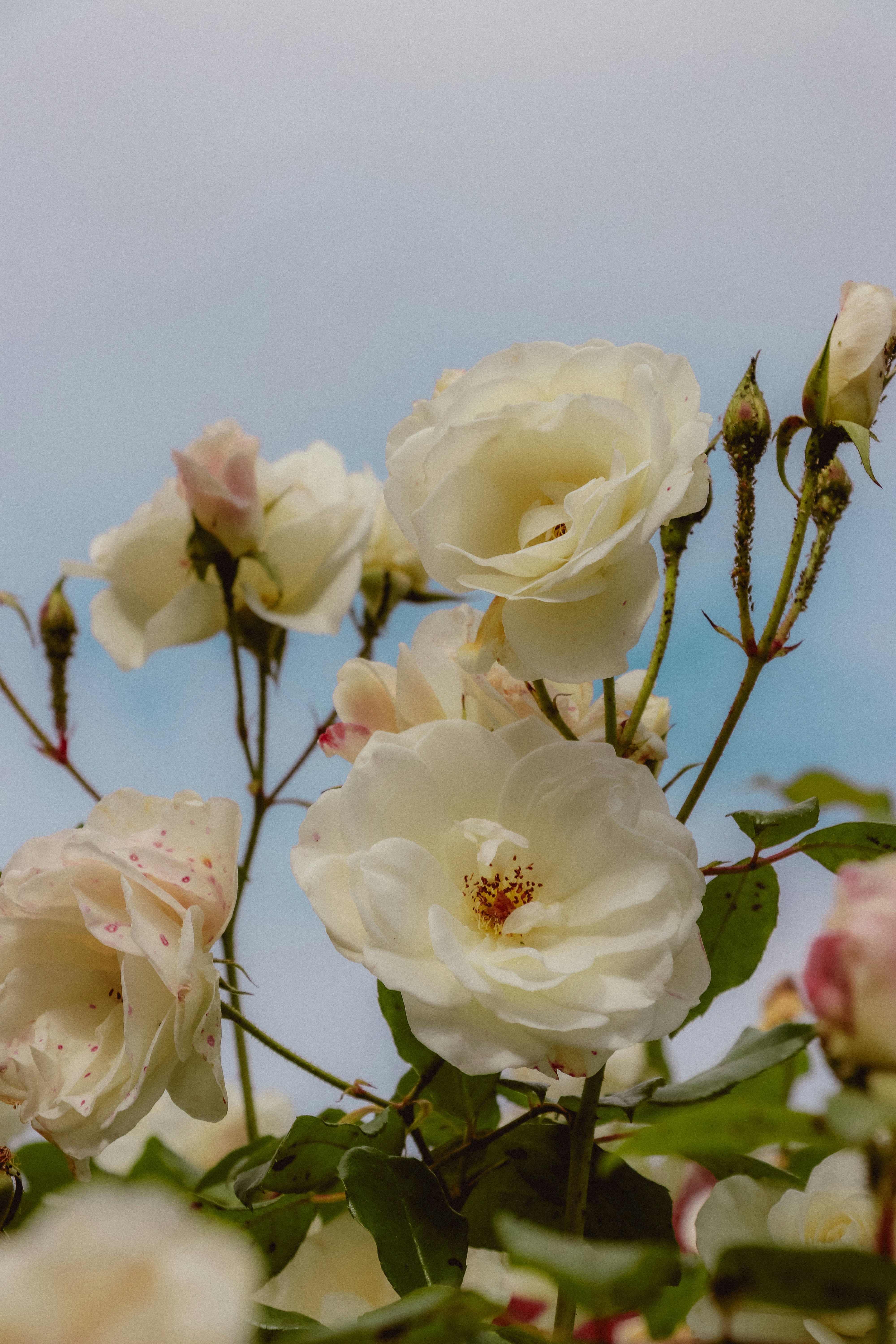 White Roses Reaching toward a Soft Sky