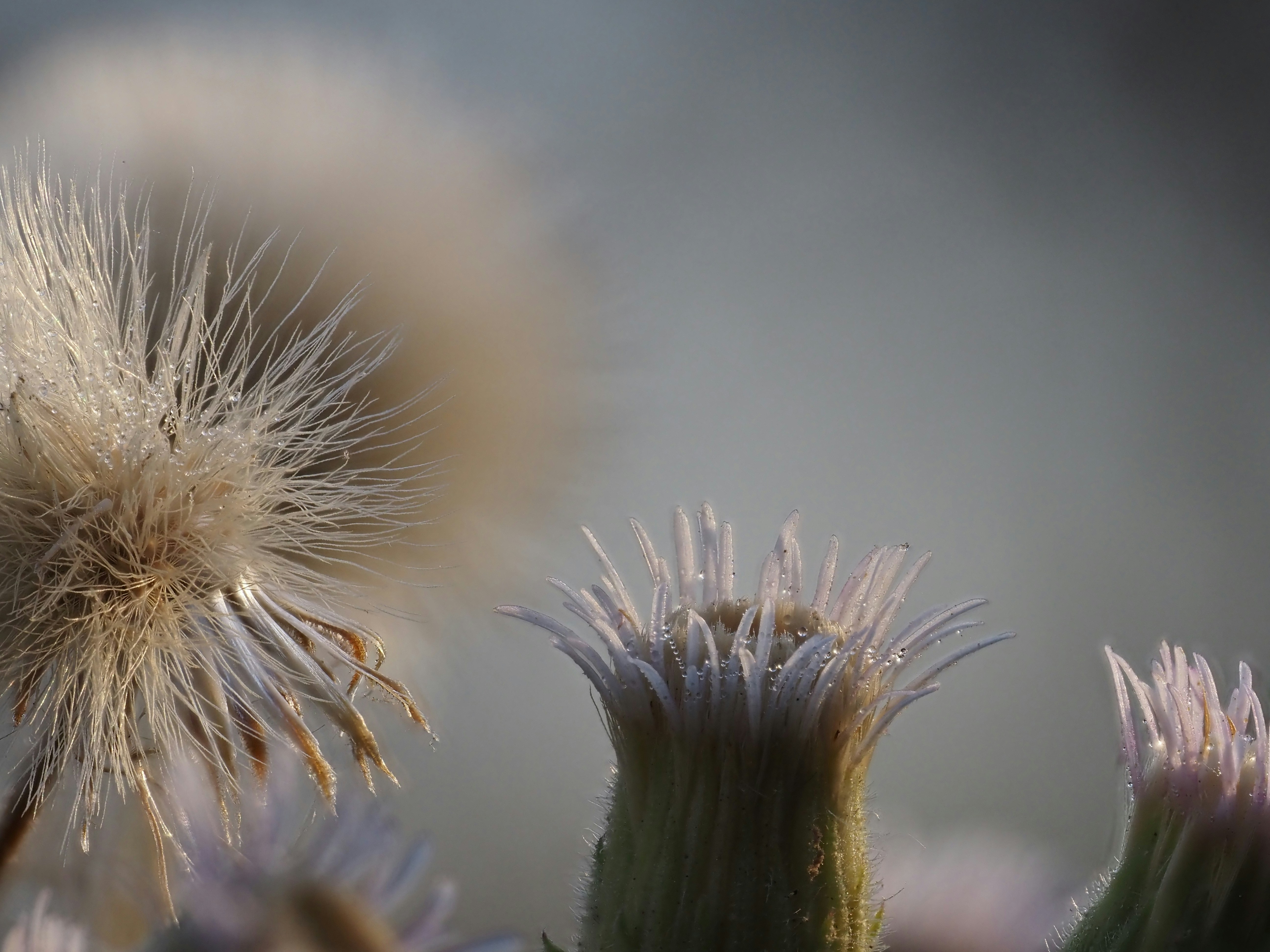 Macro close-up of a dandelion seed head with blurred companion seed on the left, soft pastel background, highlighting delicate filaments and subtle frost at the tips. Ends with a simple natural composition.
