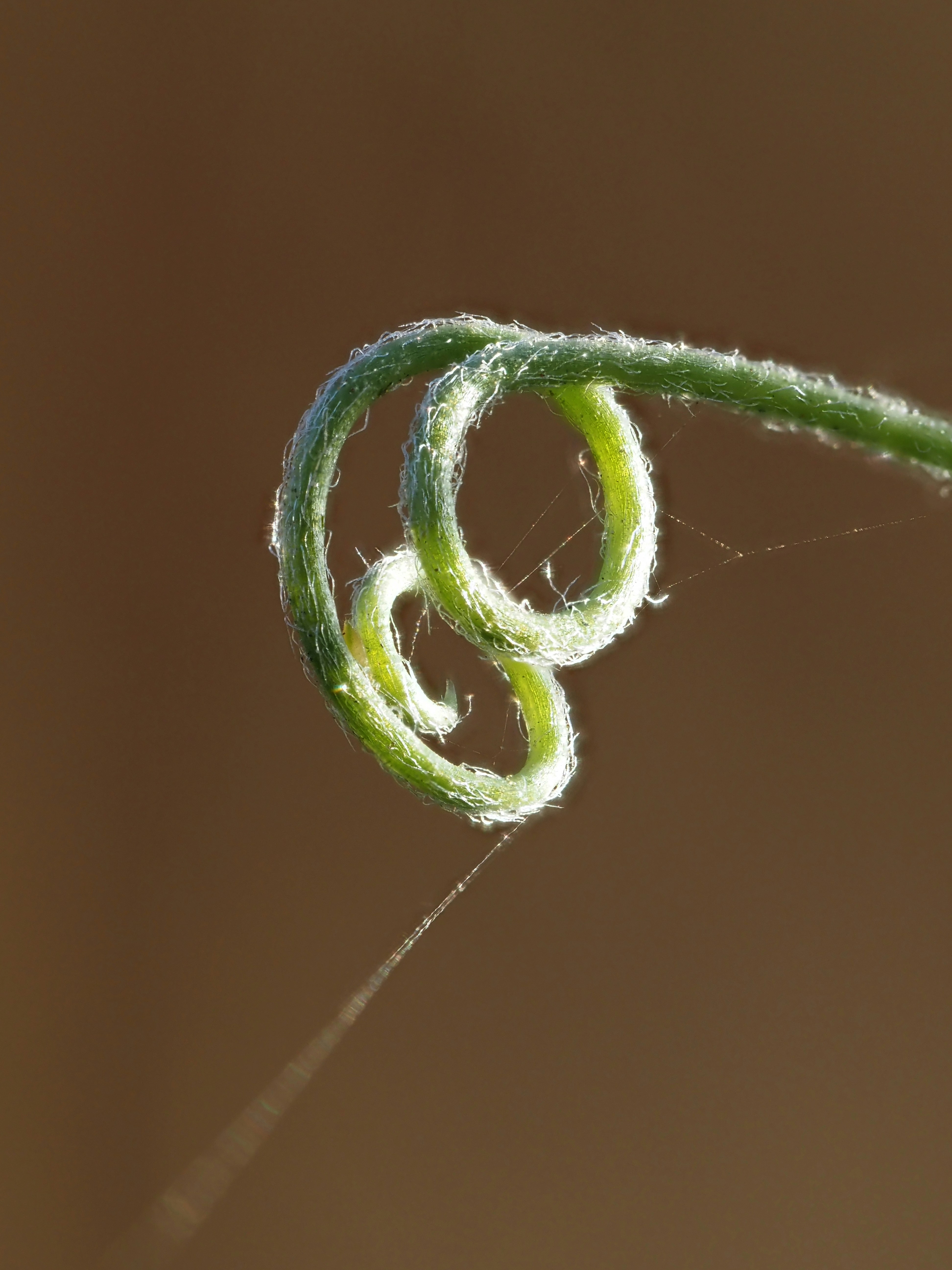 Coiled tendrils on a delicate vine: macro study of botanical loops