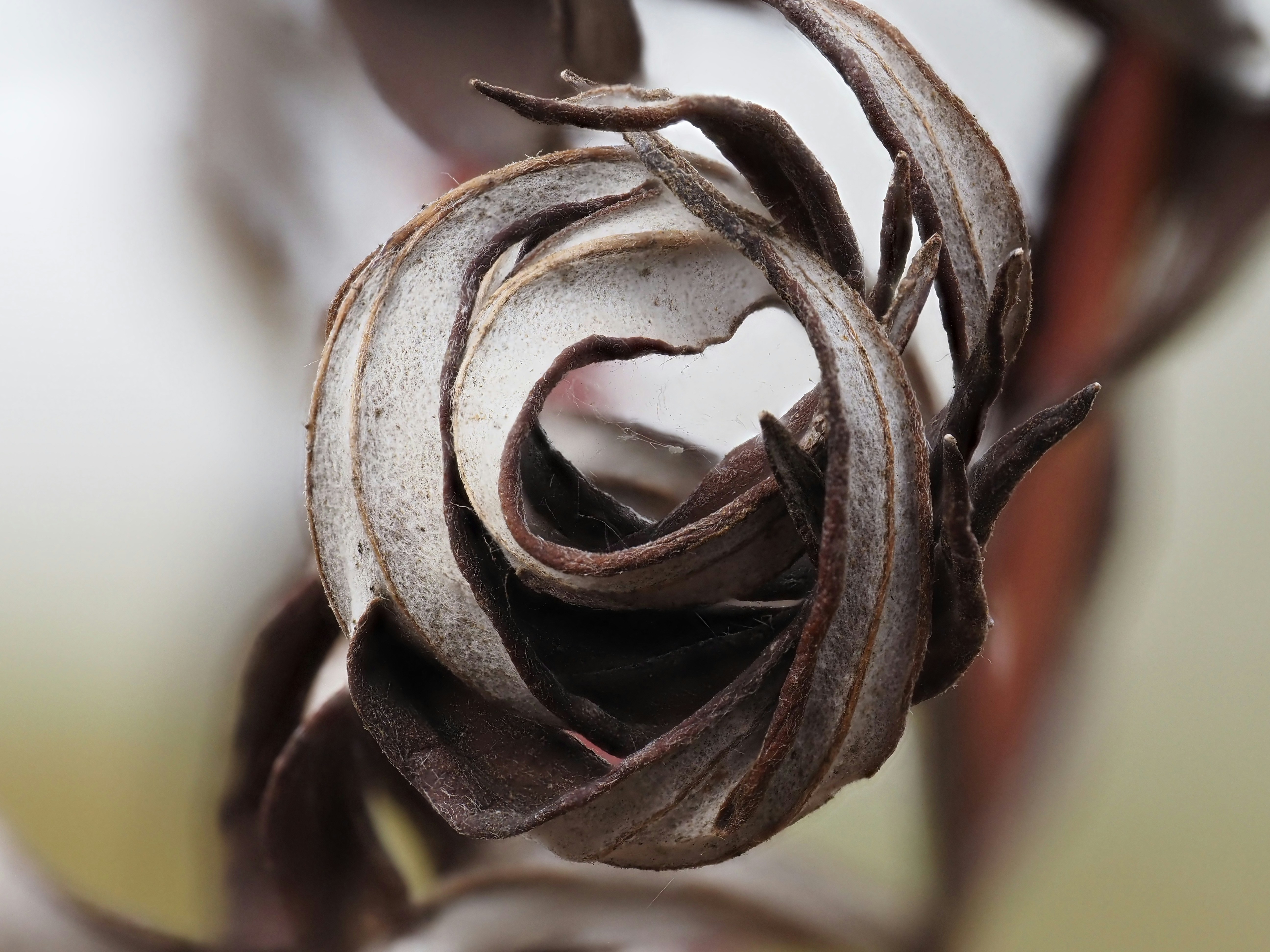 Coiled Spiral of Dry Petals: A Macro Portrait of Decay