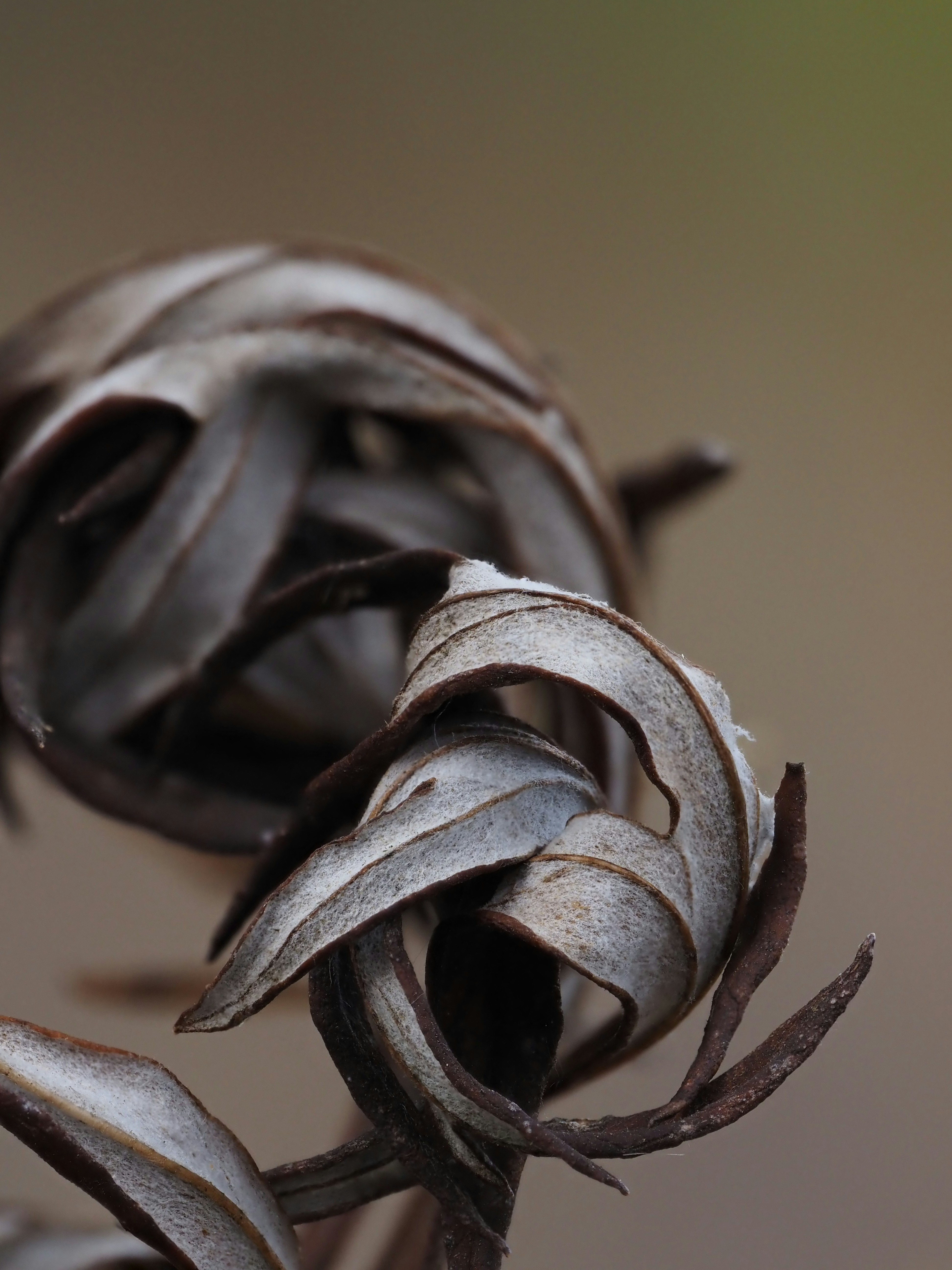 Close-up of curled, frost-trosted petals with muted brown tones set against a blurred neutral background, emphasizing texture and organic curves. This is a macro-style close-up of plant matter.