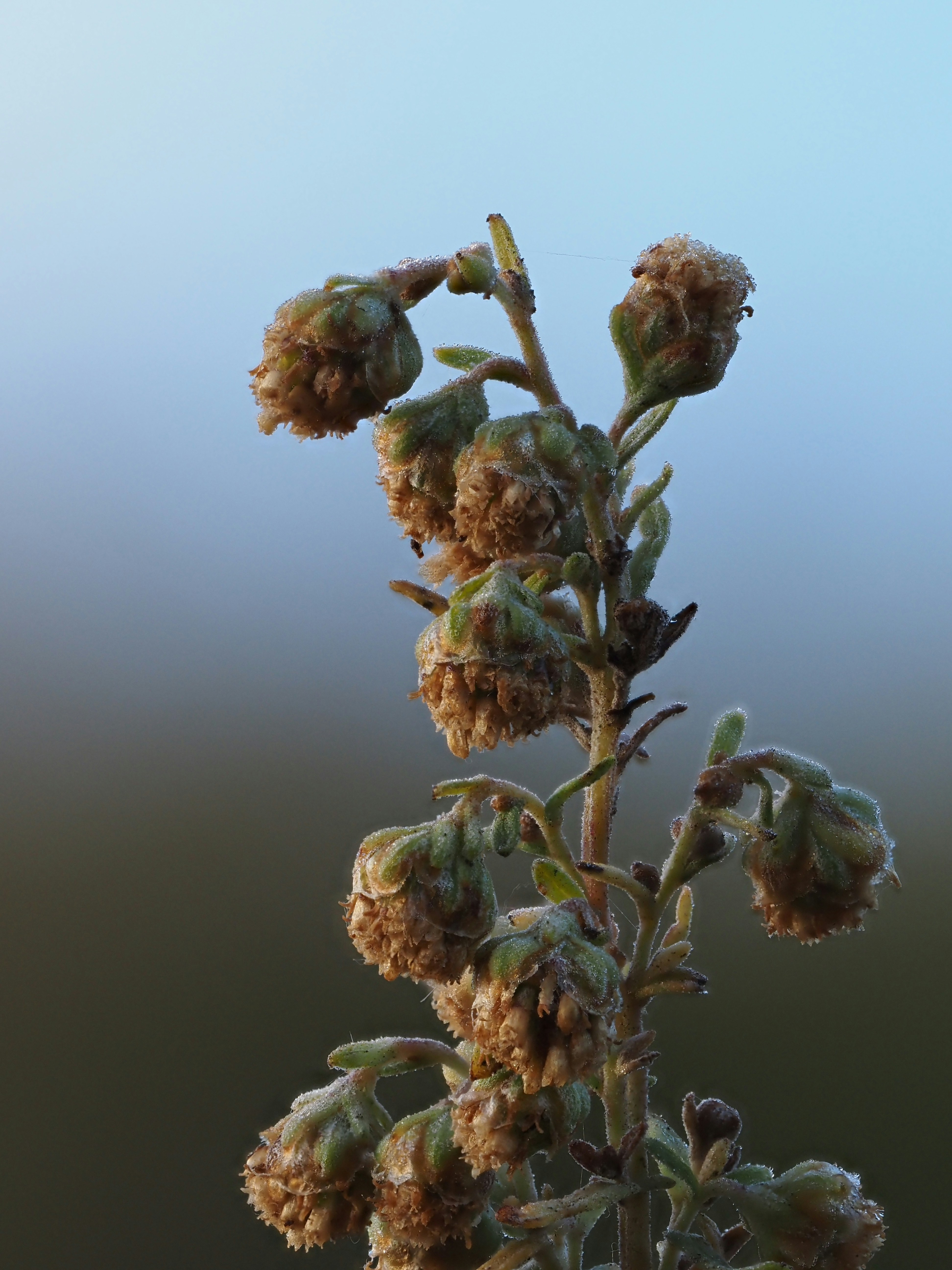 Frost-kissed Seed Heads Reaching Toward a Pale Sky