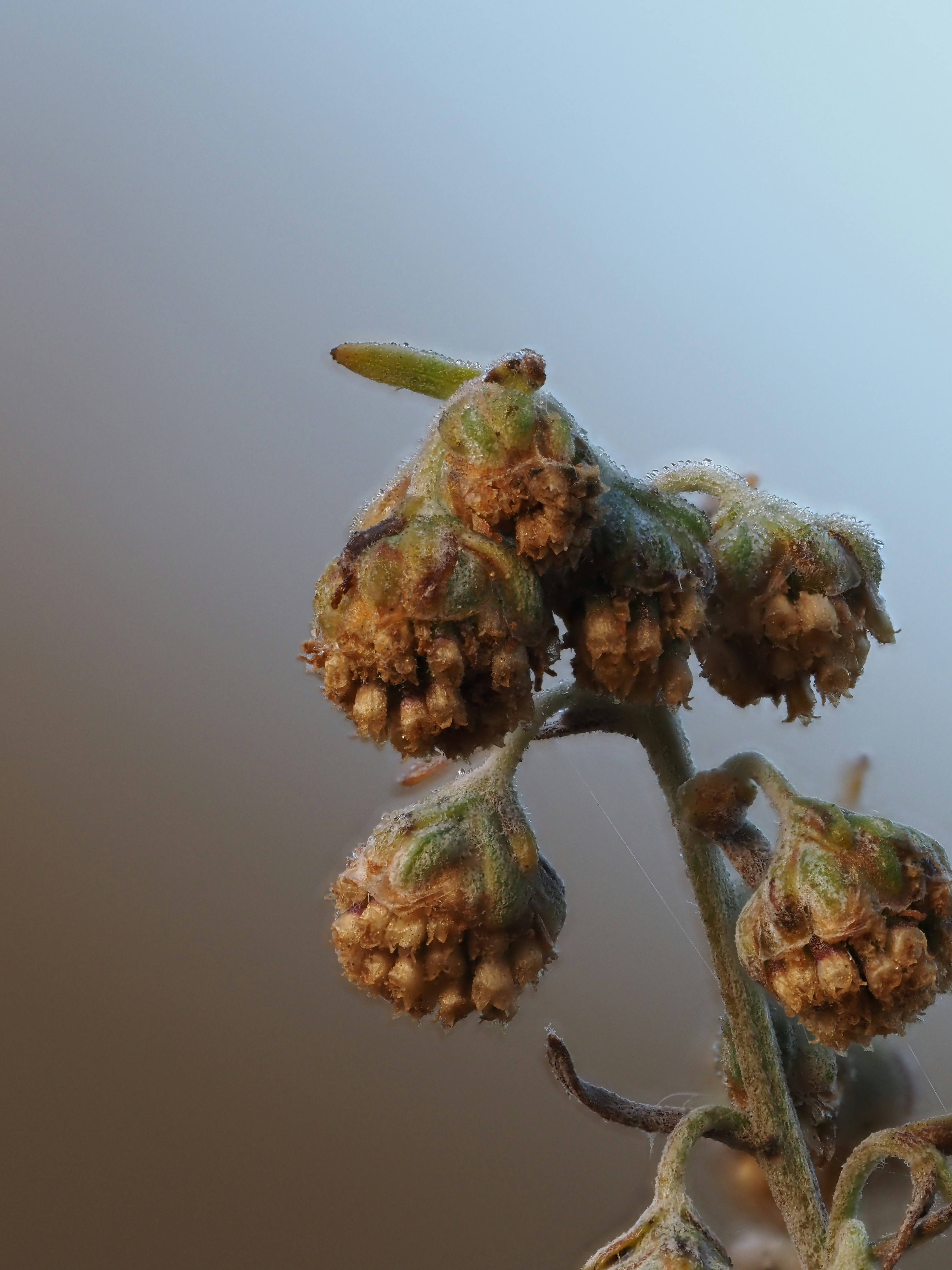 Macro close-up of a cluster of seed pods with soft bokeh backdrop, highlighting textured surfaces and fine frost fibers.