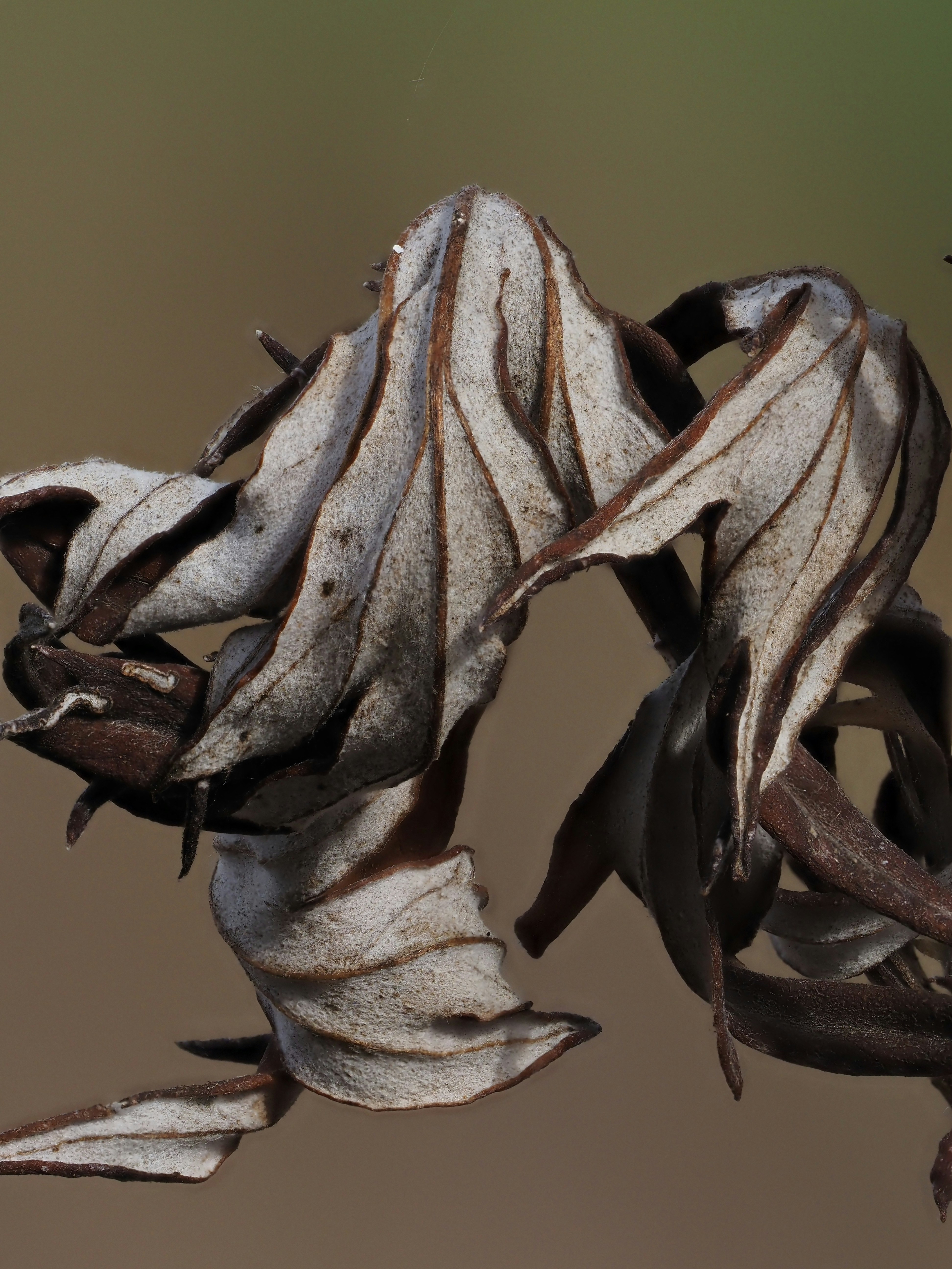 Close-up of a dried, curling leaf structure against a soft, brown-green background, showcasing texture and sculptural form.