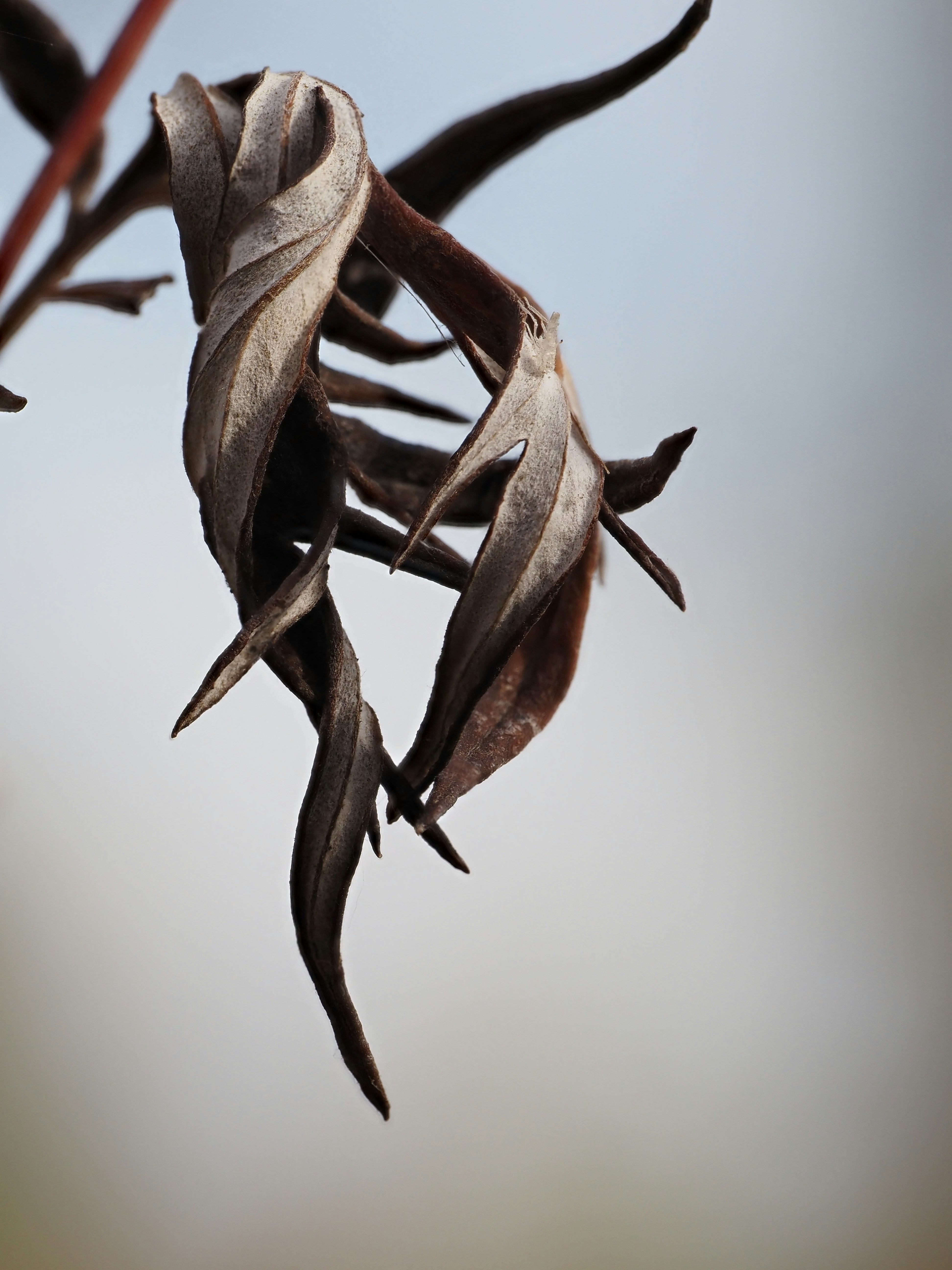 Close-up of curled dried leaves with muted tones against a pale background, emphasizing texture and sculptural form.