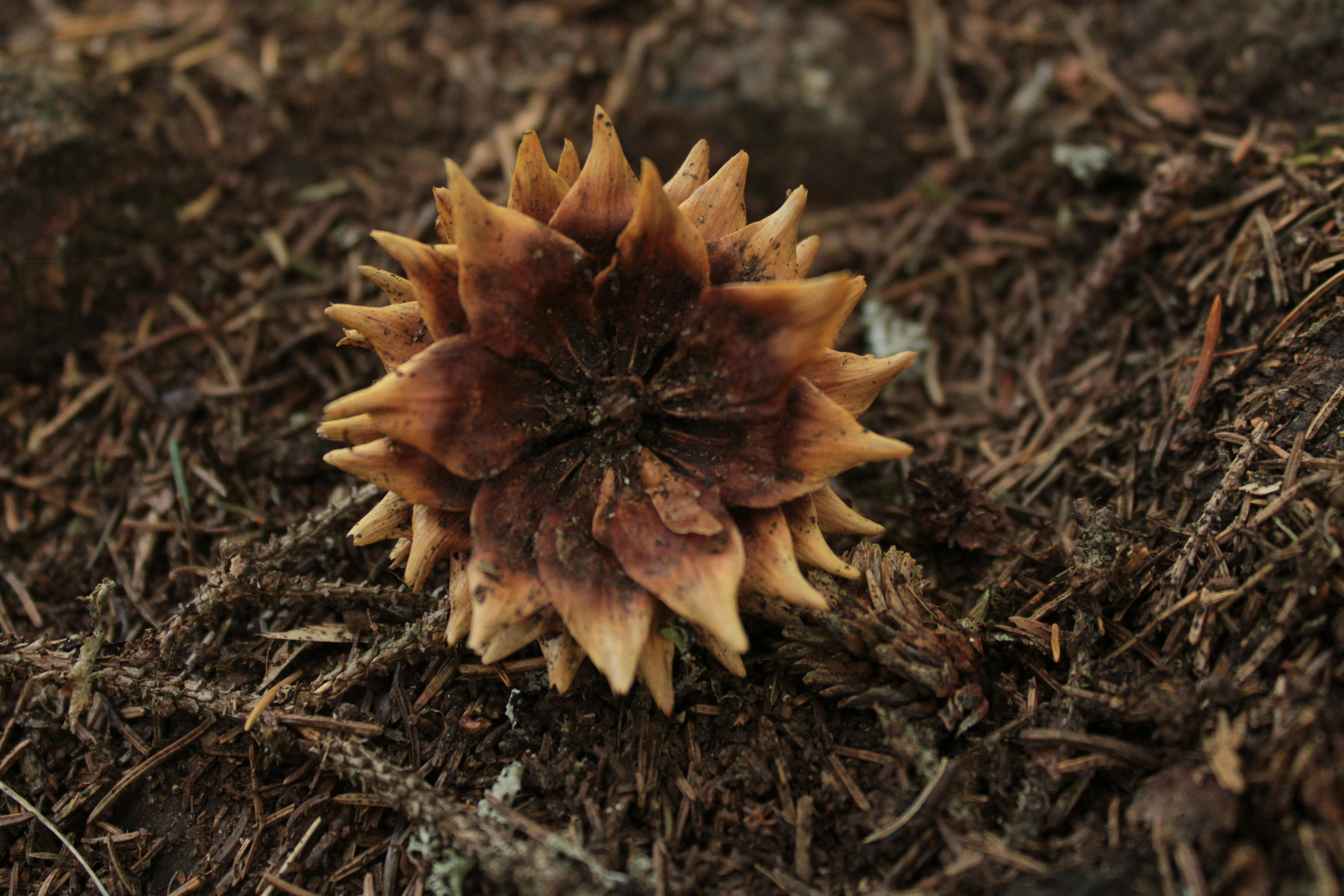 Desert Rose on Soil: A Spiky SeedPod in Rich Earth