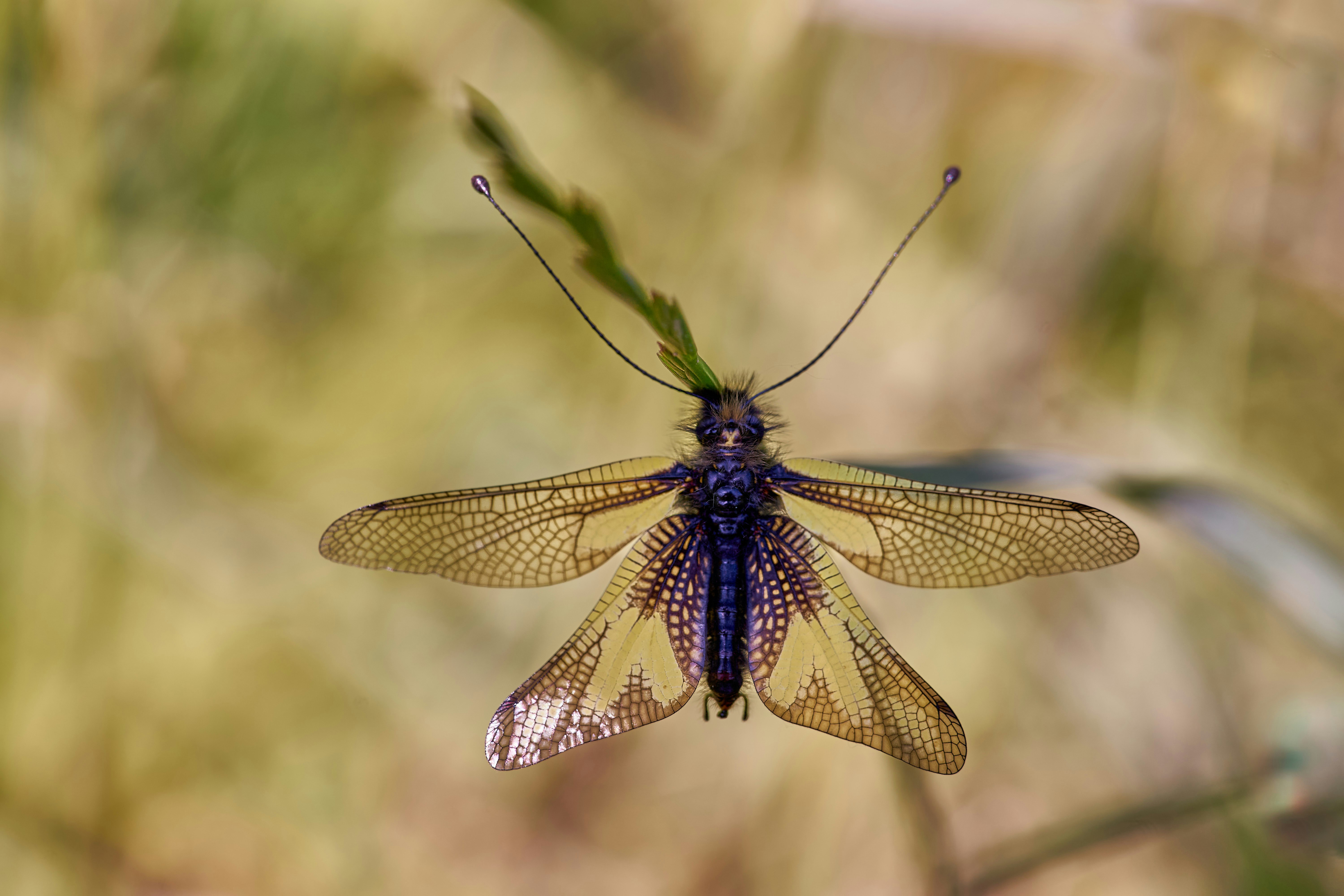 Delicate Lace Wings: A Blue-Gold Dragonfly in Focus