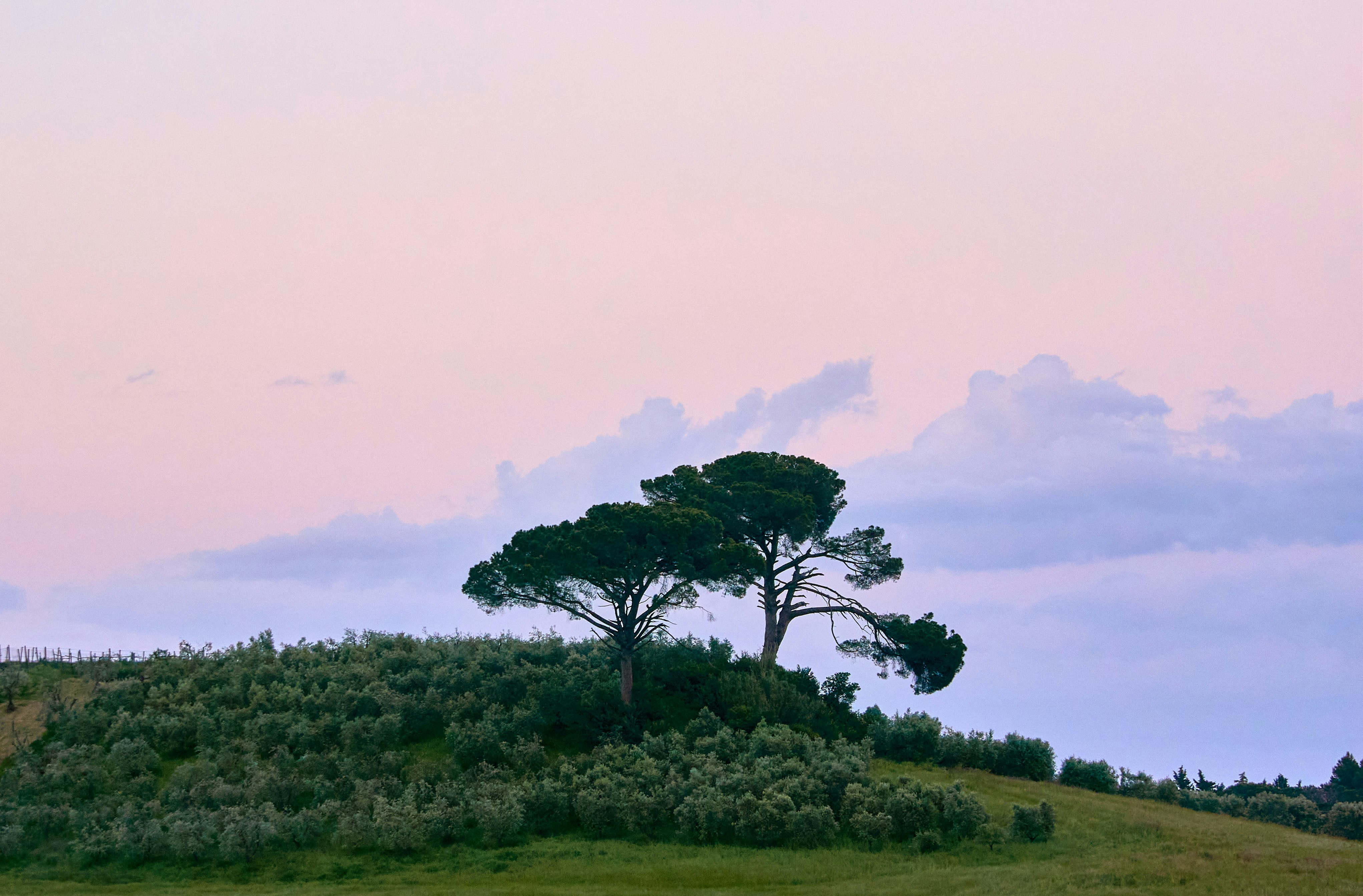 Lone Trees on a Velvet Horizon