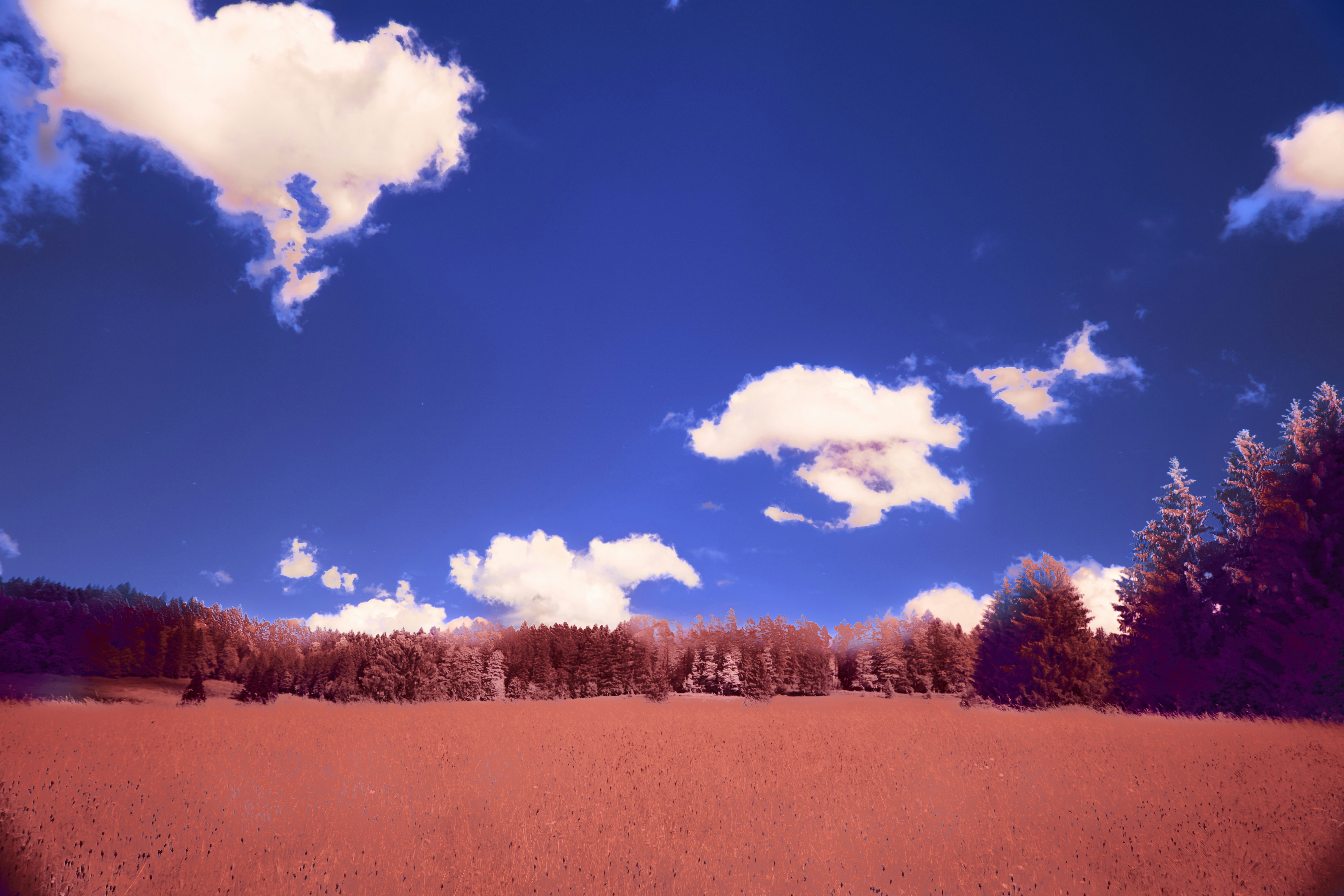 Vividly colored landscape with a wide red-tinged field and a line of trees beneath a bright blue sky with scattered clouds. The scene emphasizes expansive foreground grass and distant horizon.