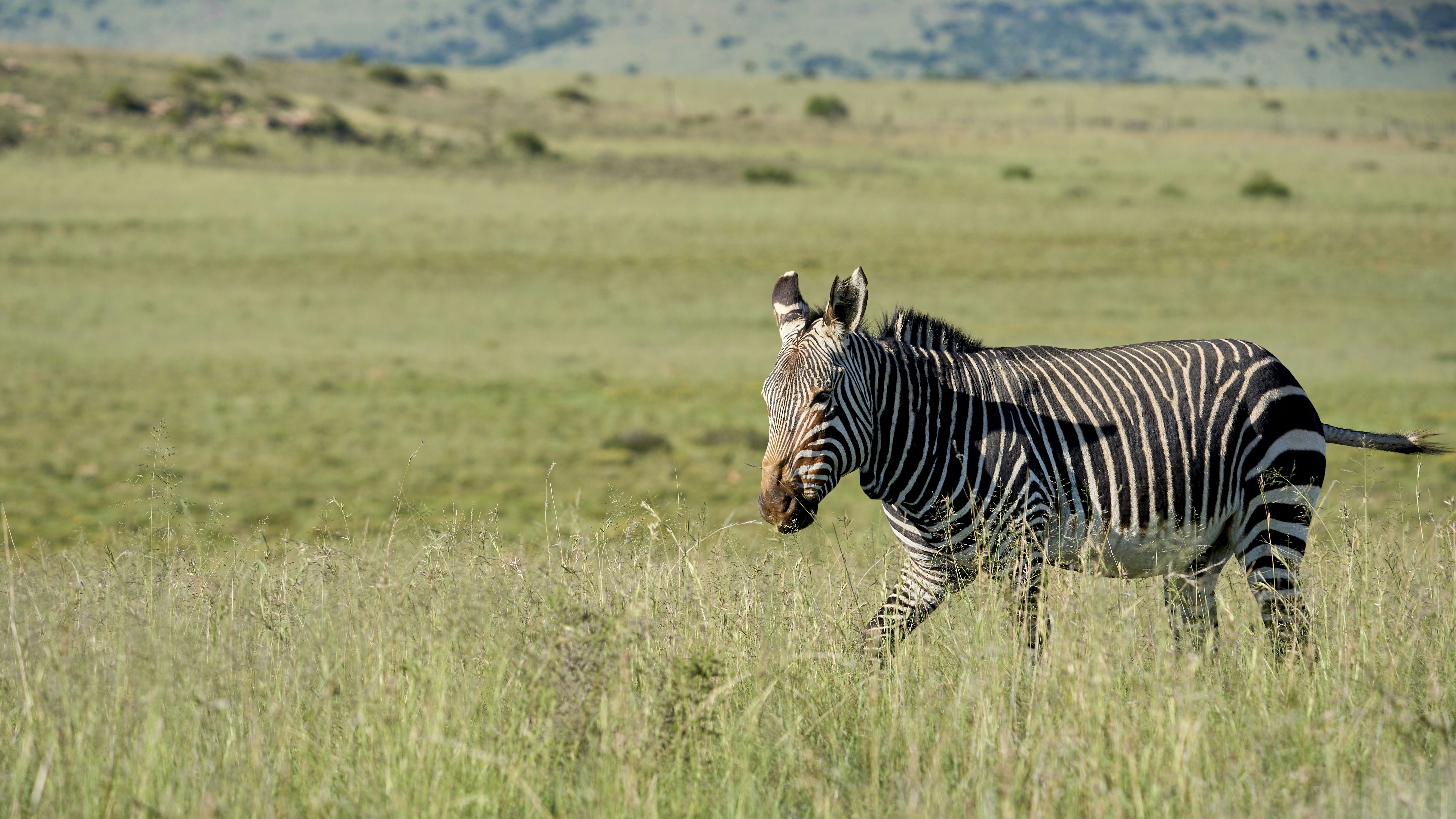 Zebra in Sunlit Serengeti Grassland