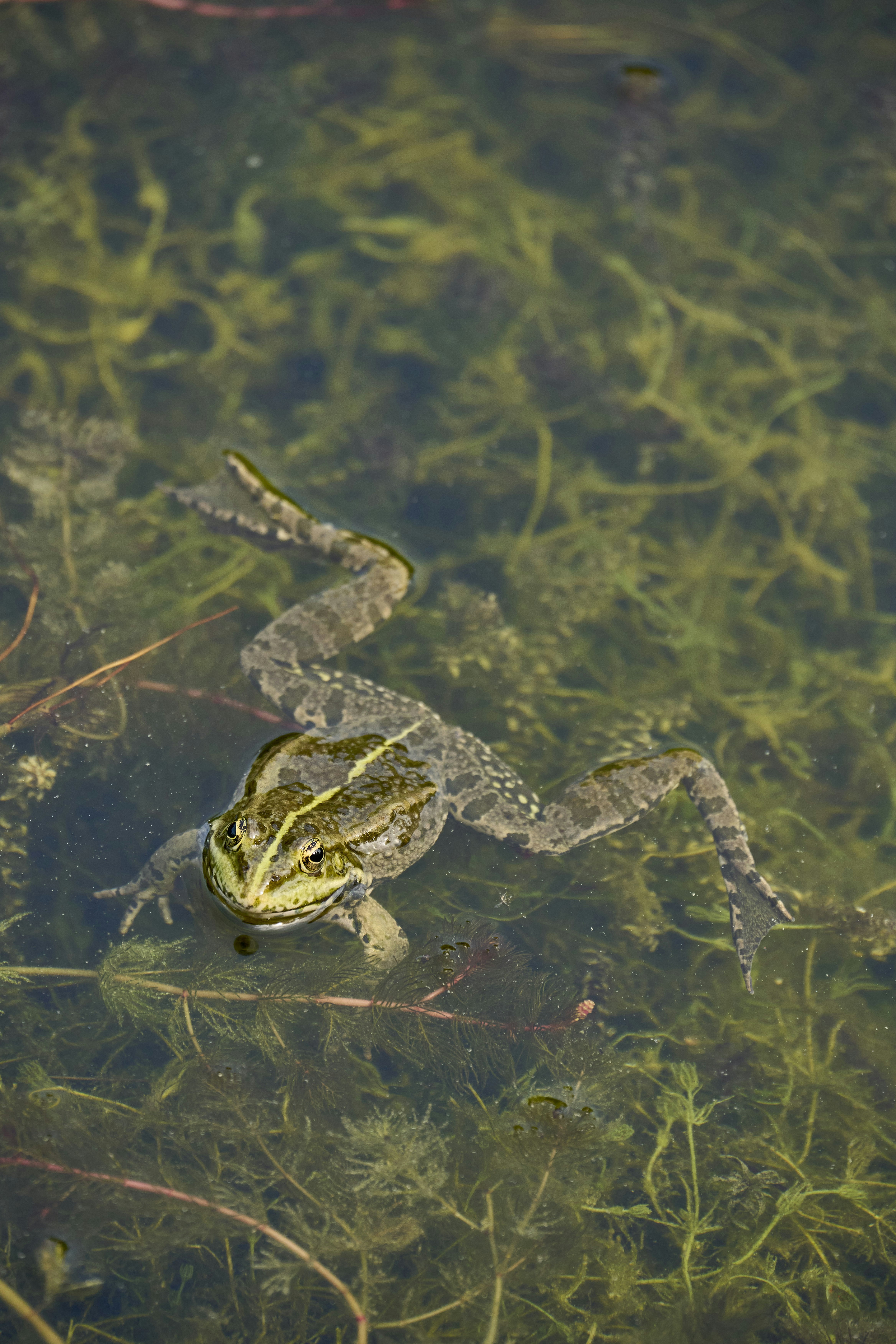 Rolling Camouflage: A Green-Gold Frog Predator in Shallow Pond