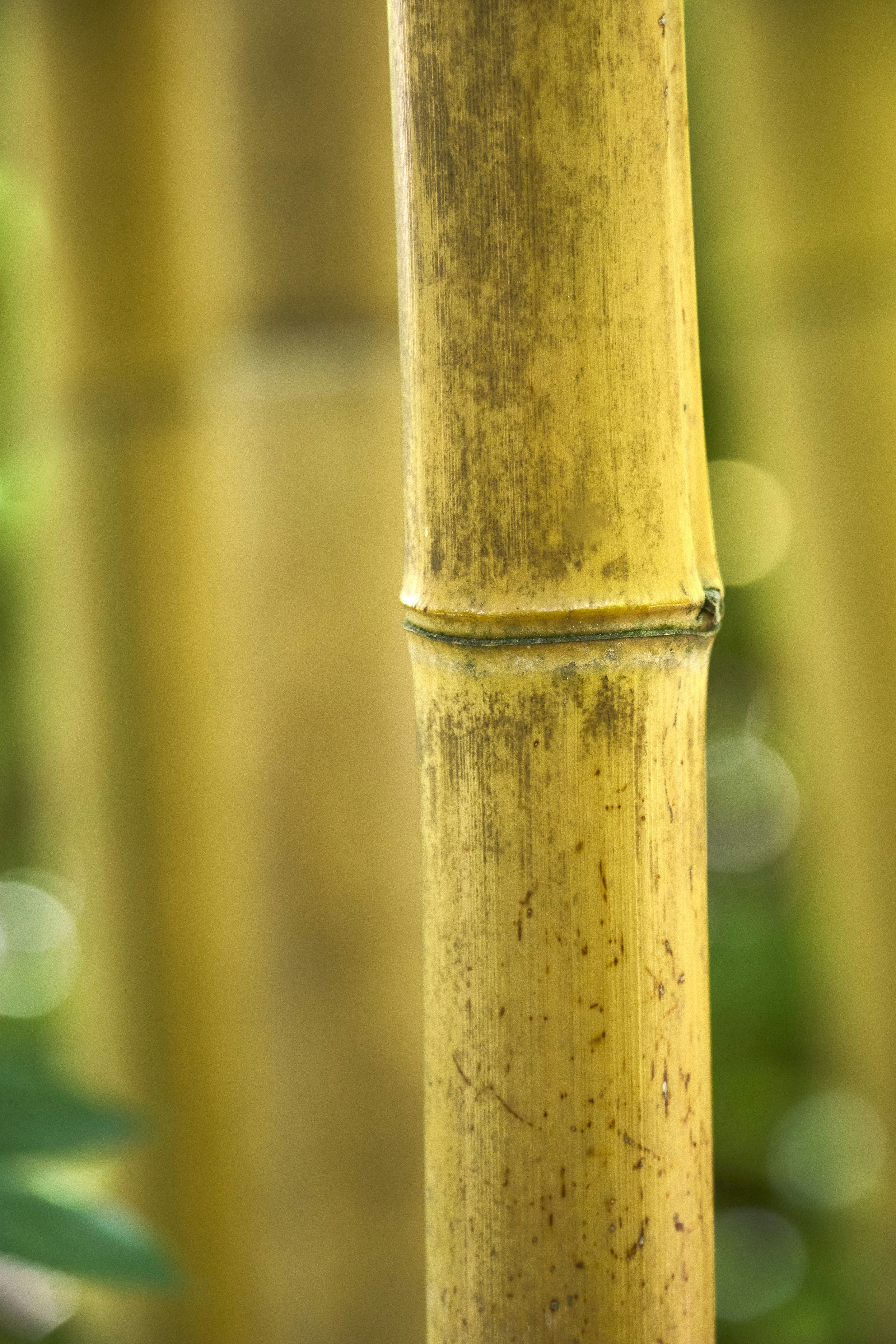 Golden Pillar: A Bamboo Forest in Soft Focus