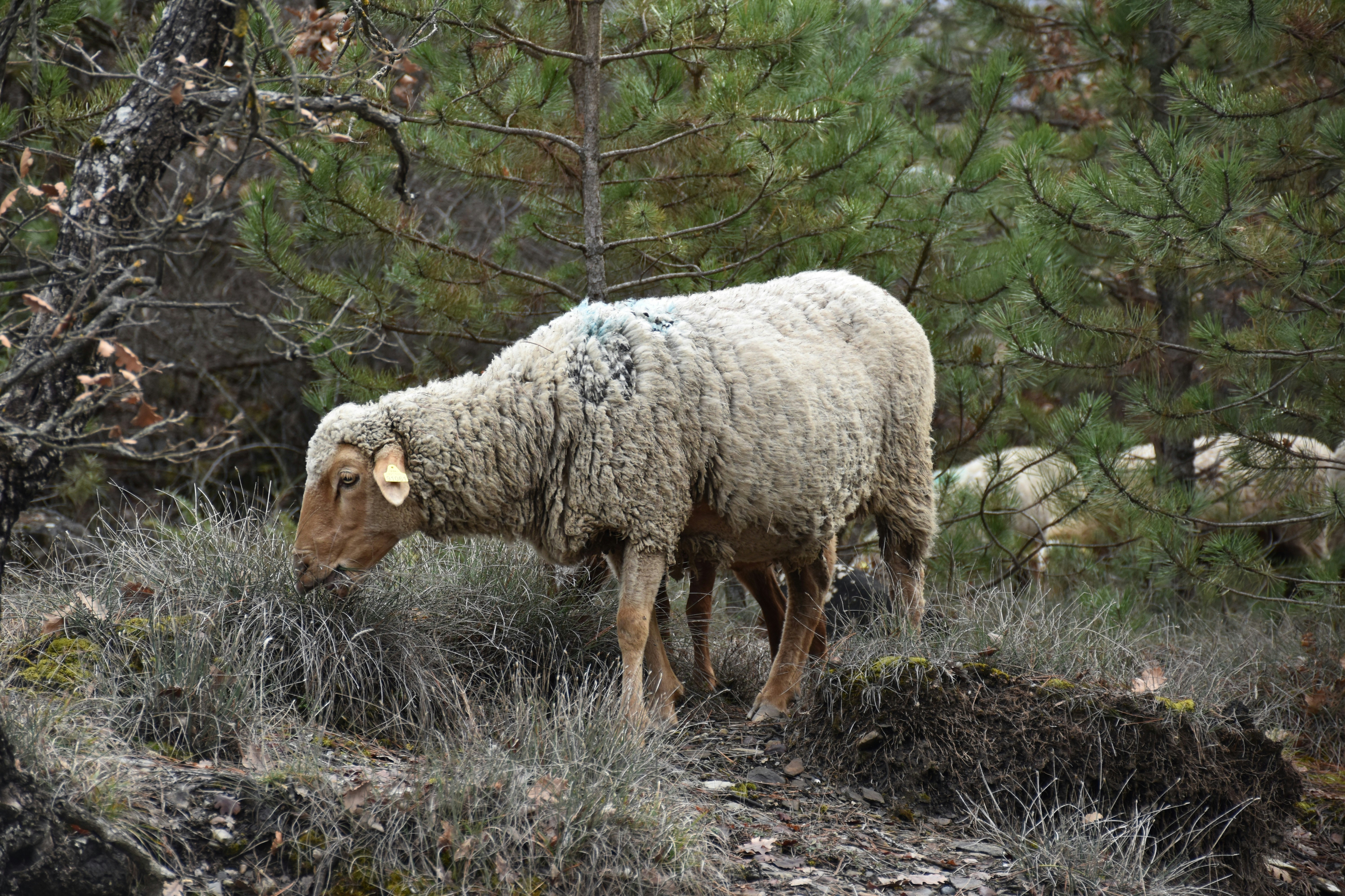 Ovine Wanderer on a Rugged Alpine Spur