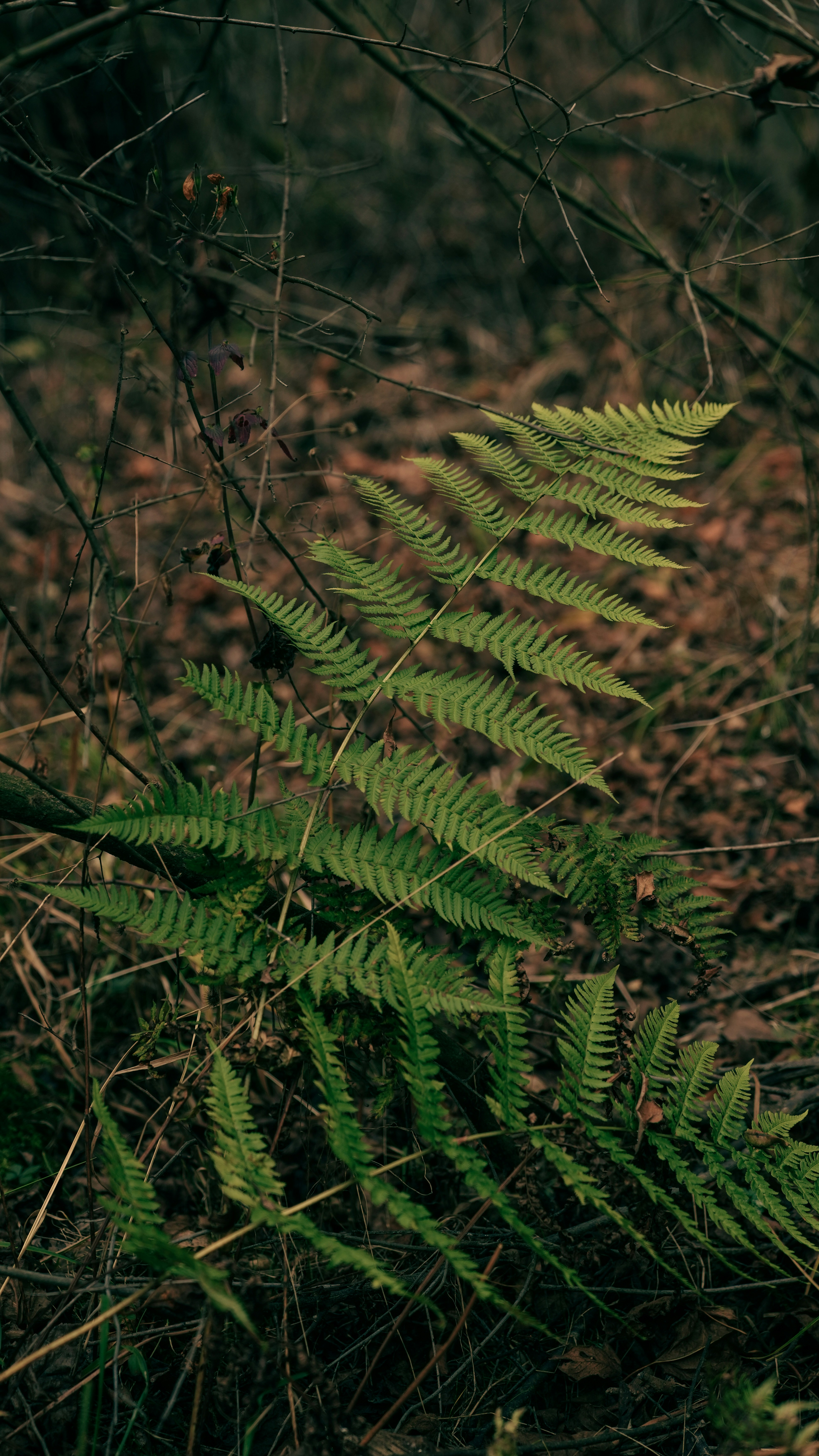 Close-up of vibrant green fern fronds in a dim forest undergrowth, with a soft, natural vignette and subtle depth of field.