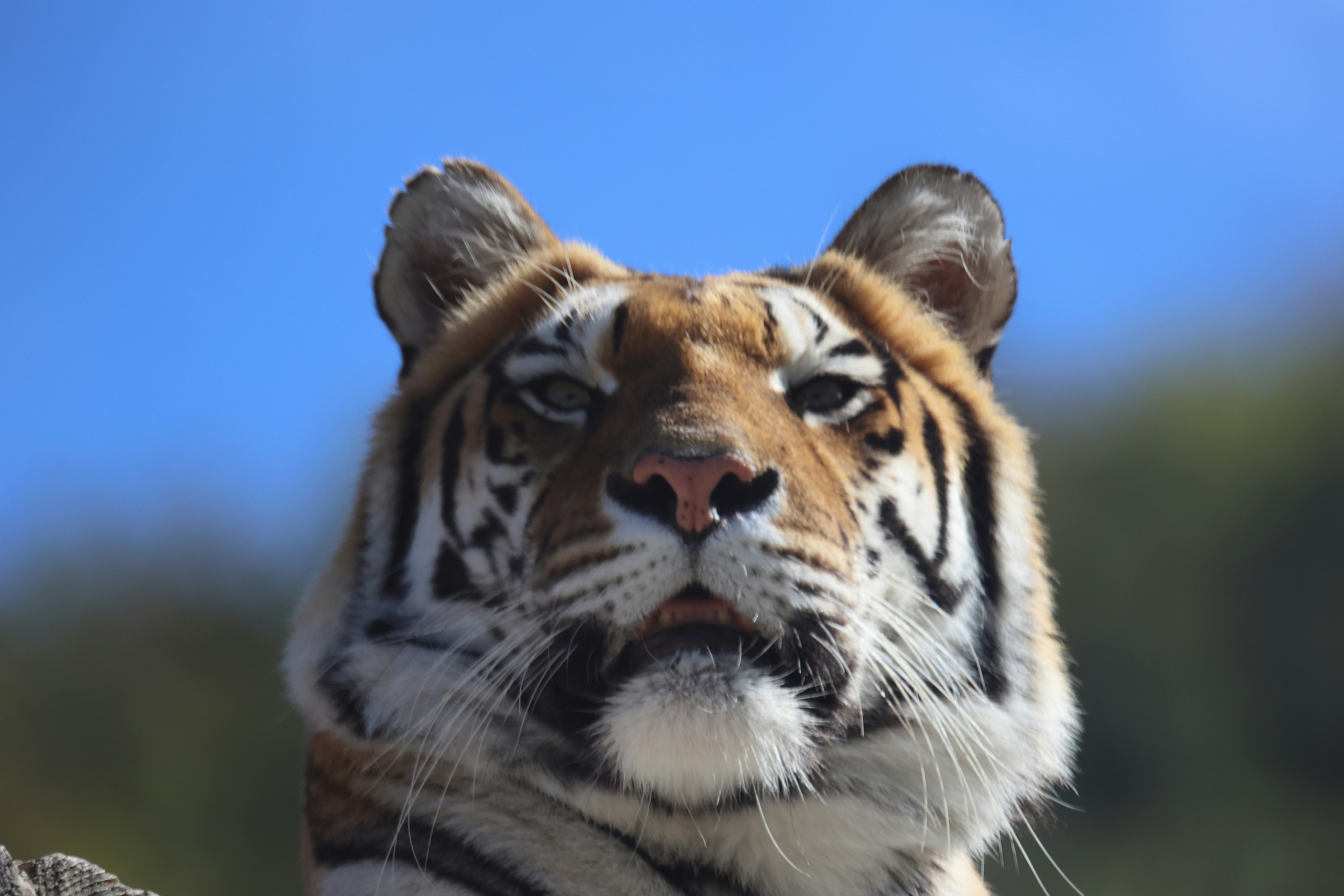 Tiger Gaze: Close-Up of a Majestic Maw