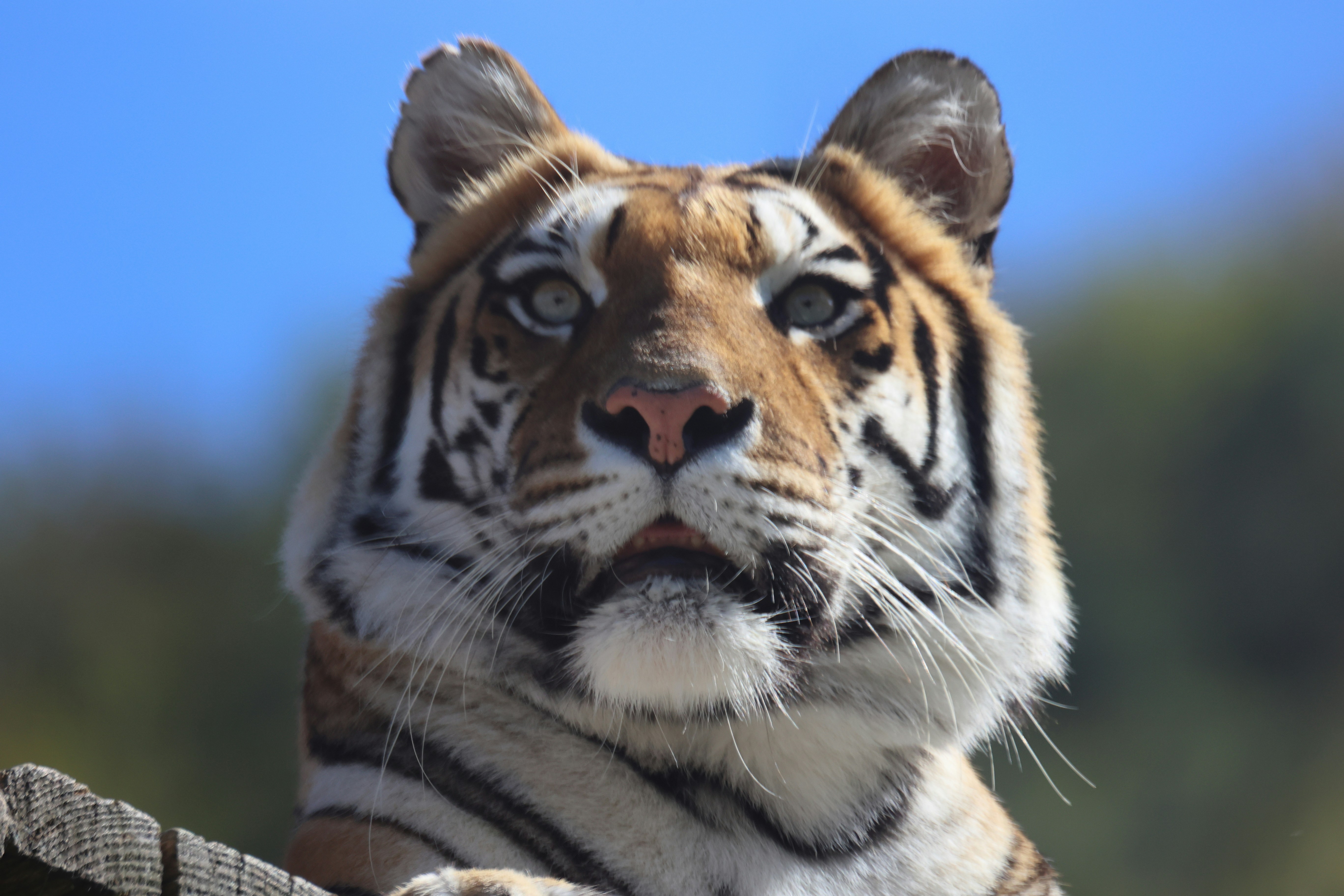 Tiger face fills the frame with sharp eyes and bold whiskers, the blue sky and soft background creating depth.