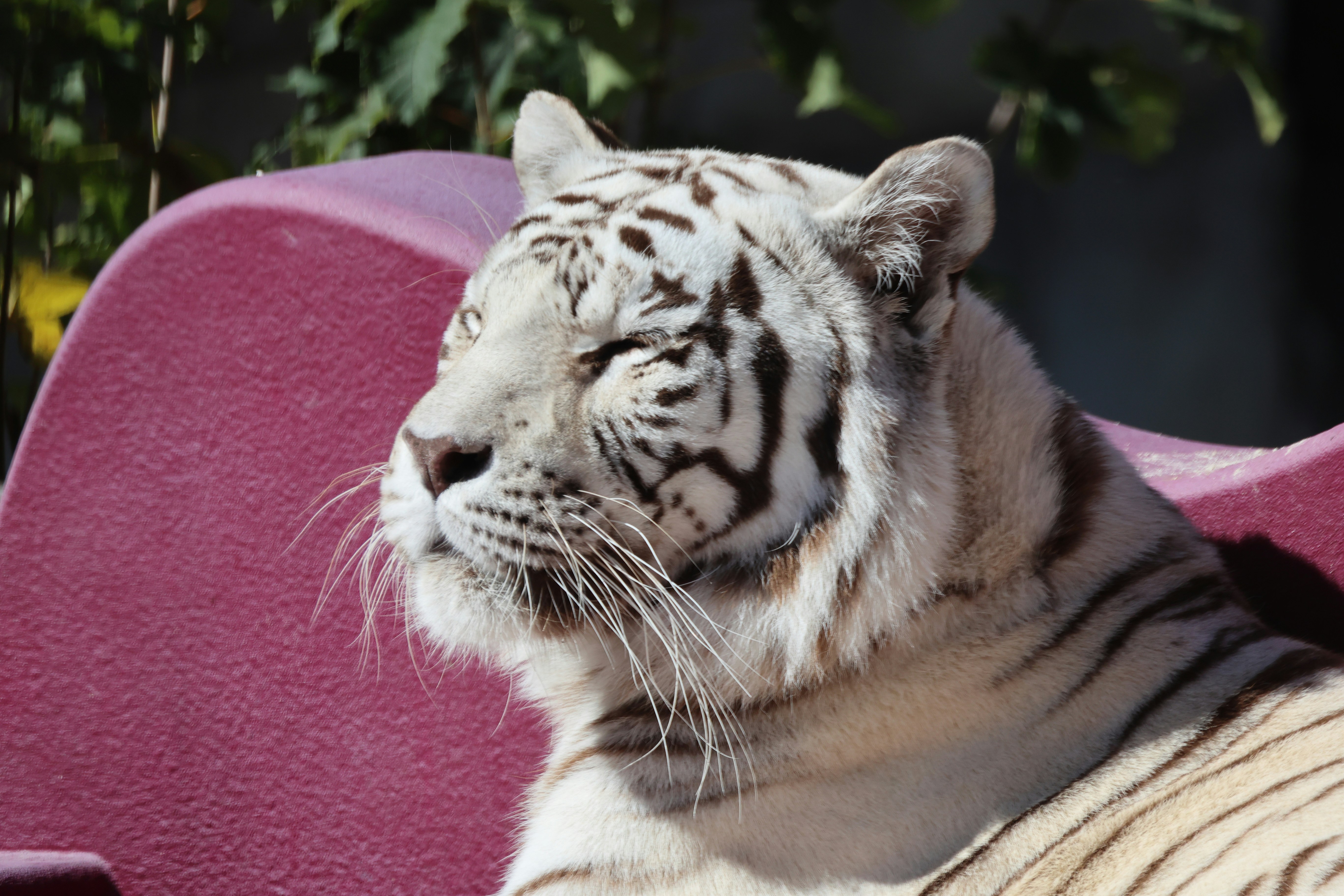 White Tiger in a Sunlit Spotlight on a Pink Seat
