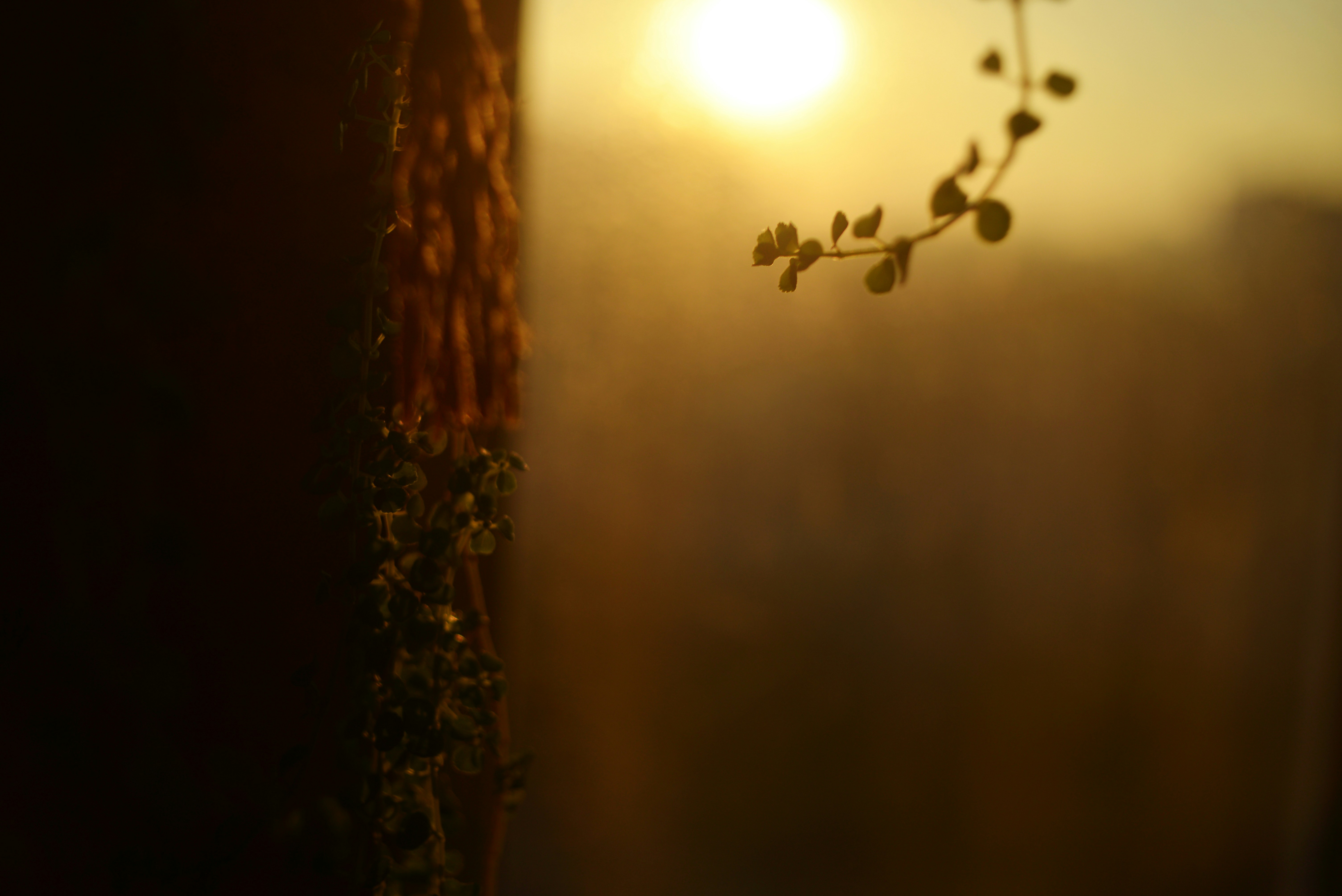 Golden Veil: A Vine's Edge at Dusk