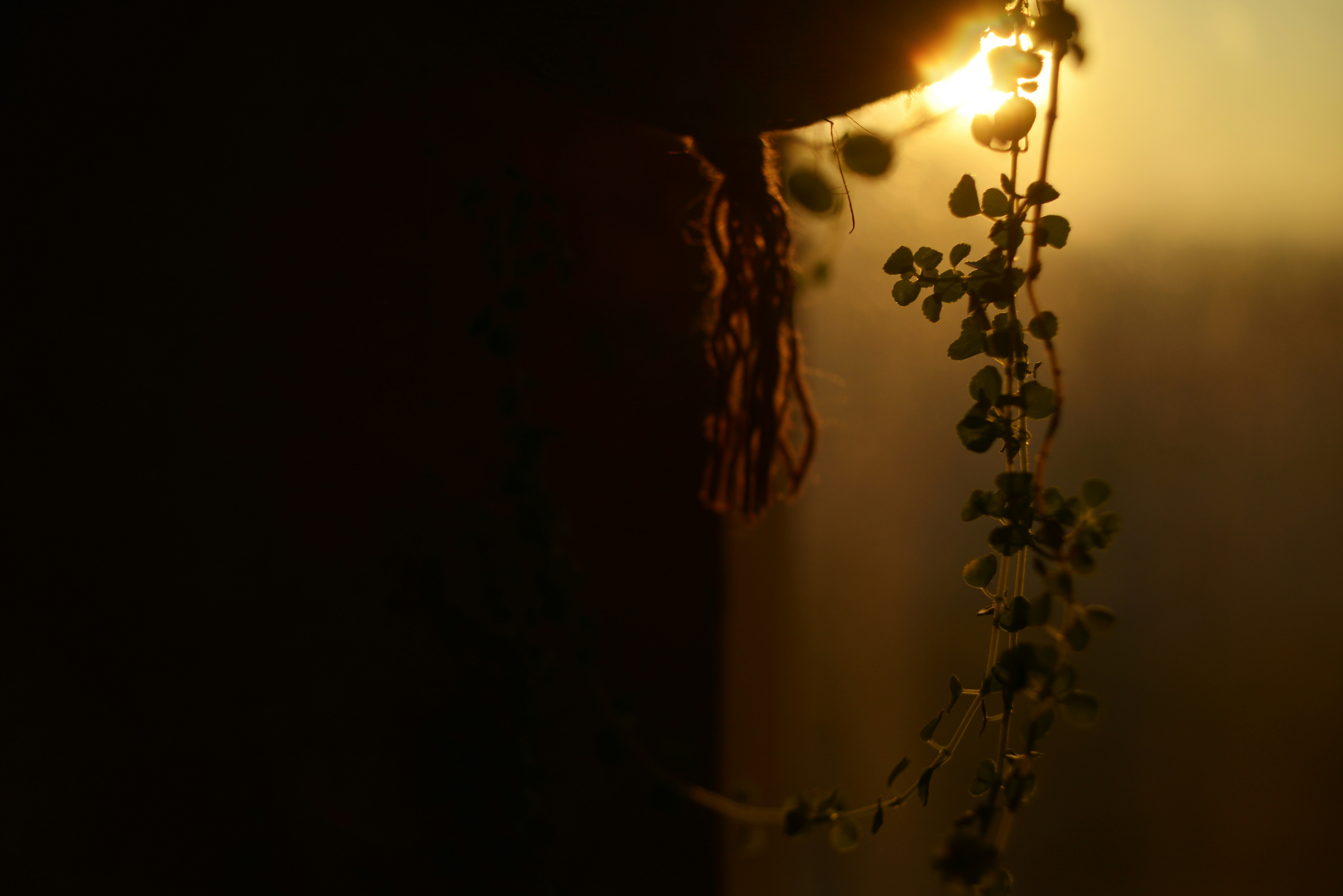 Sunlit tendrils in a Quiet Corner