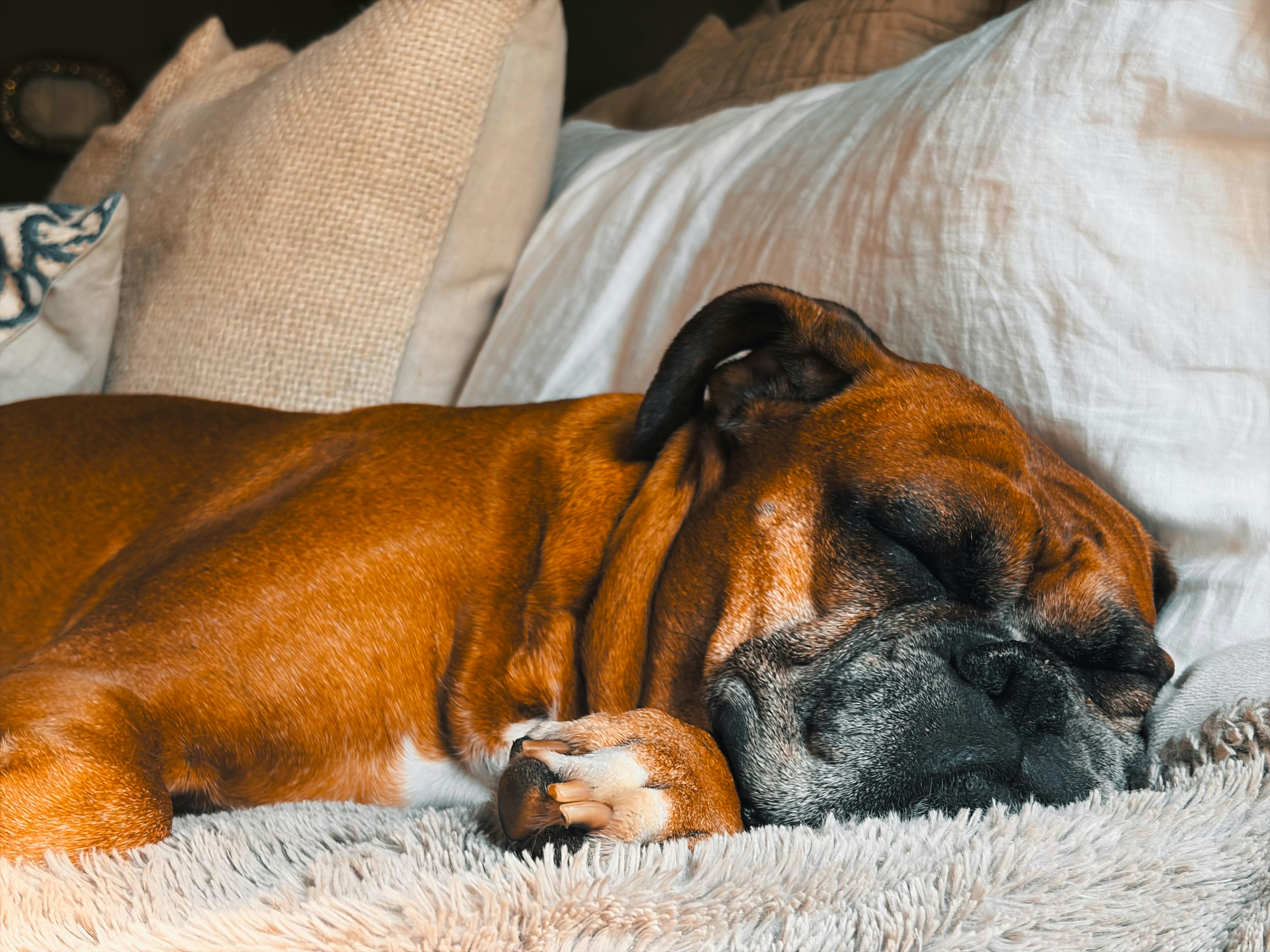 Golden Whispers: A Tranquil Nap on Plush Cushions