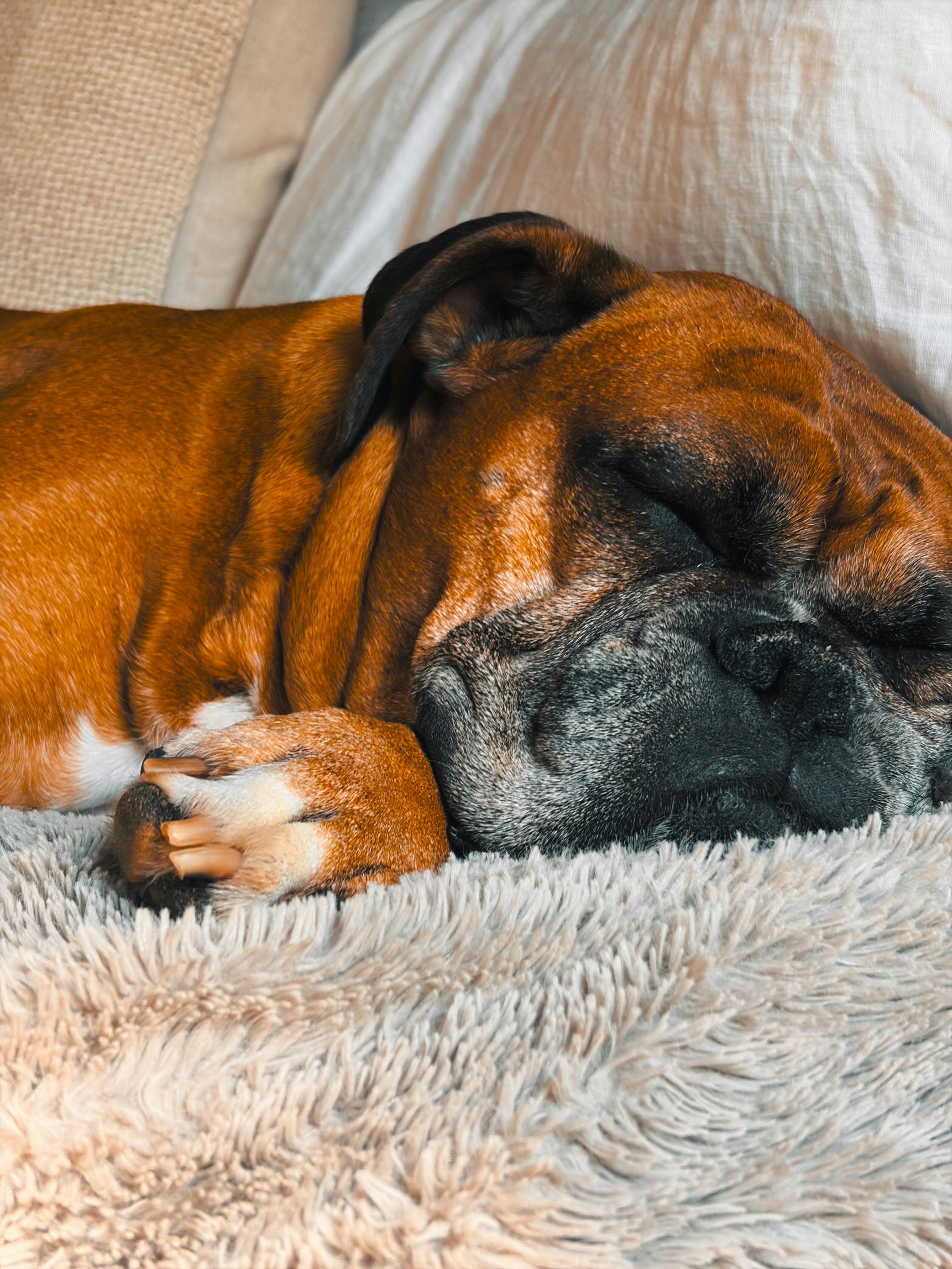 Golden Slumber: A Cozy Boxer Nestled in Plush Comfort