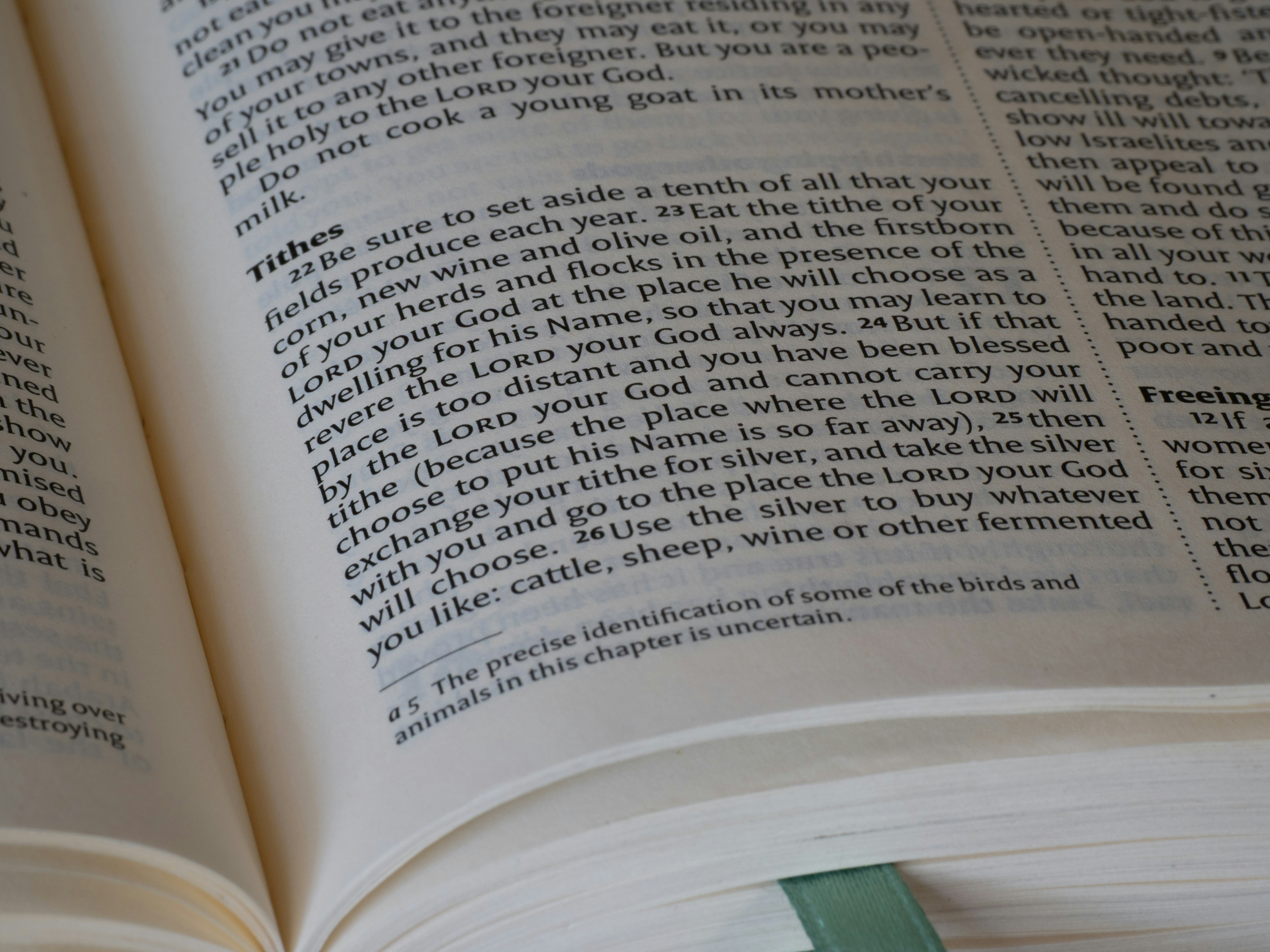 Printed Wisdom in Warm Light: An Open Book Under Soft Spotlight