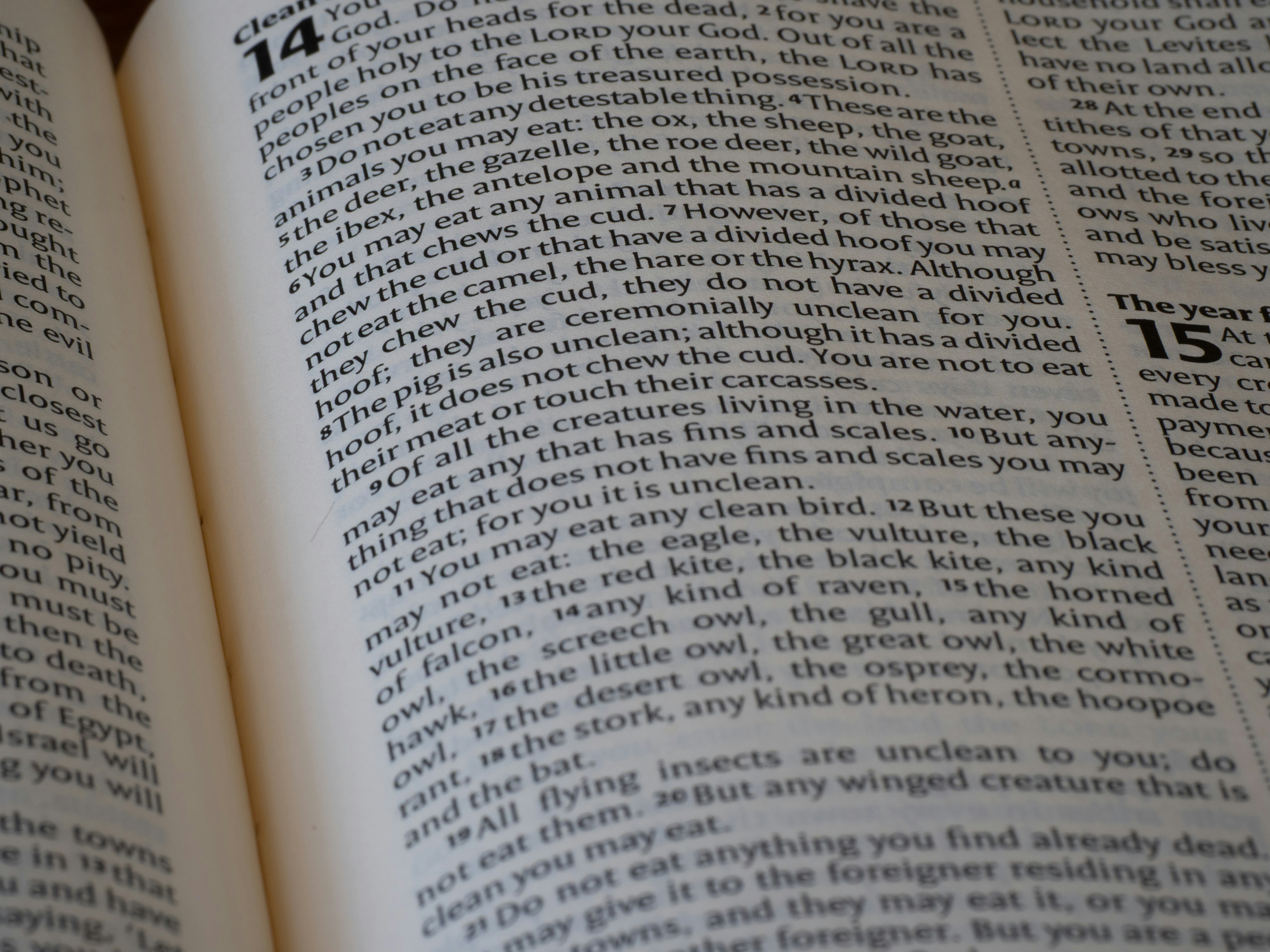Quiet Focus: A Page Turn in Soft Text