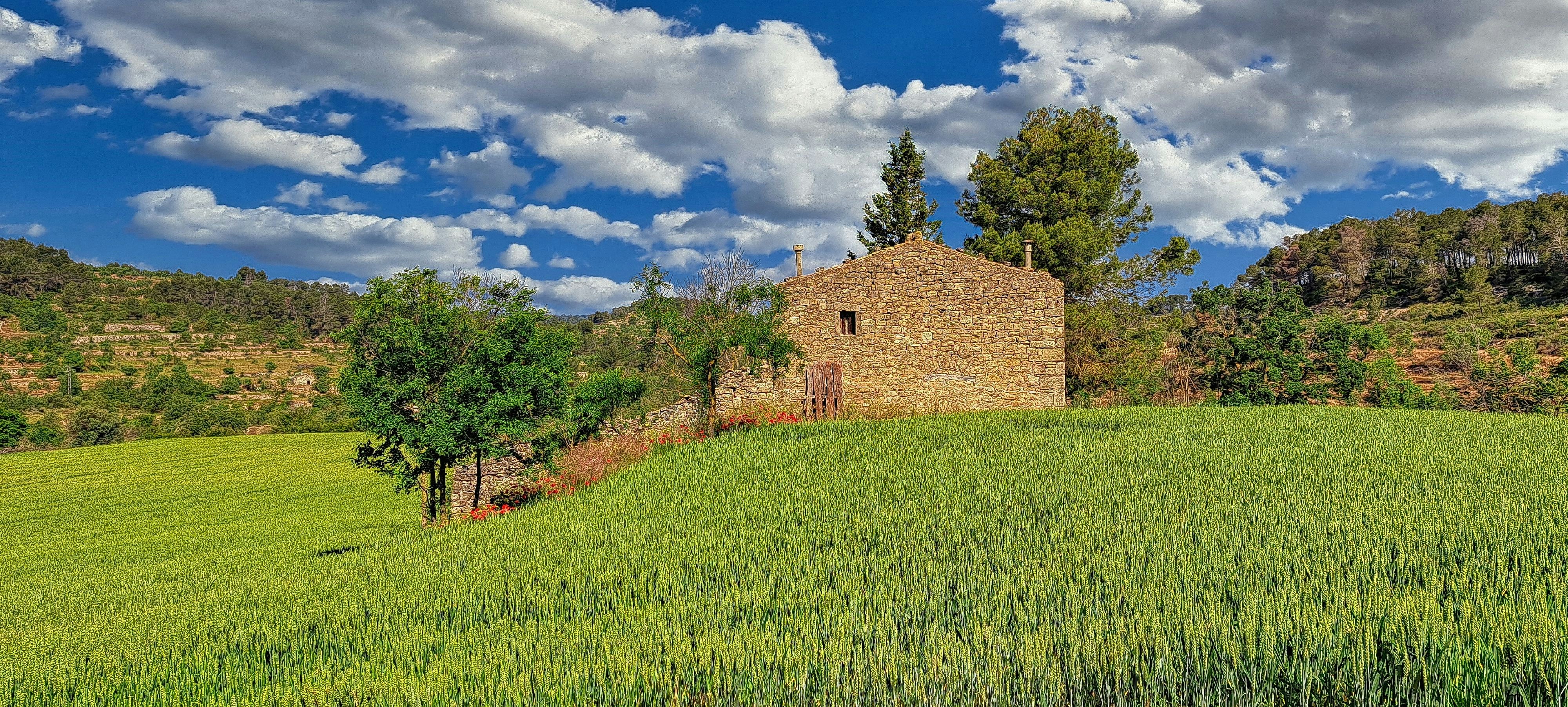 Stone Cottage Amid Golden Fields Under a Sky of Poppies and Pines